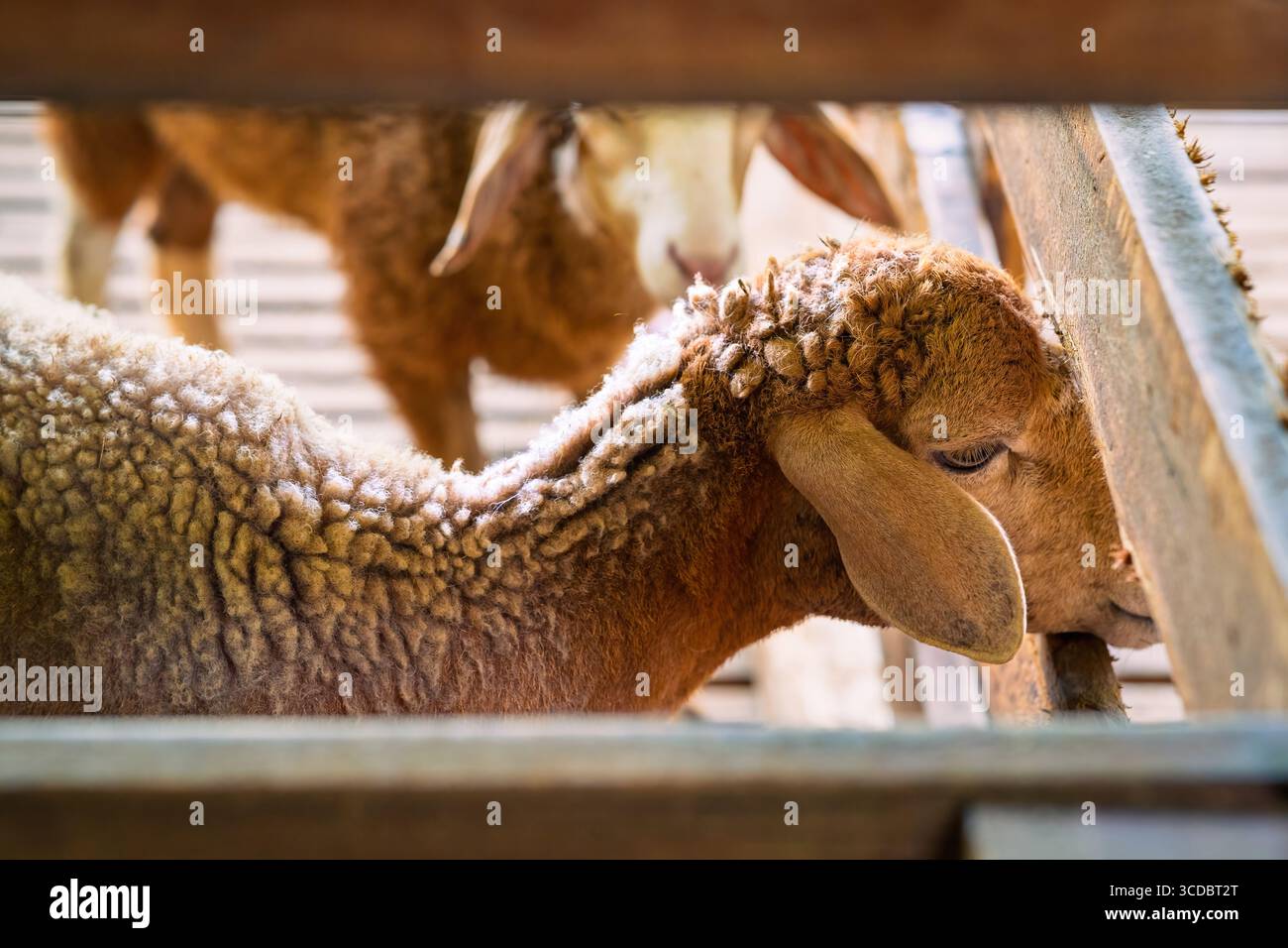 A white curly-haired sheep in a wooden pen. Sheep farming in the barn ...