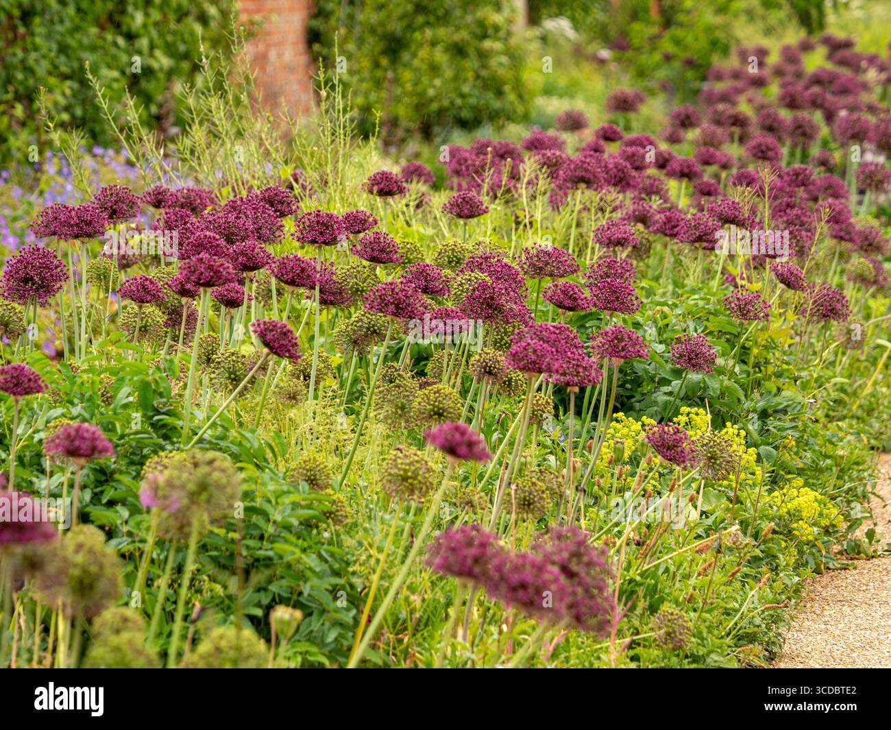 A vibrant display of purple alliums in full bloom in the rain running ...