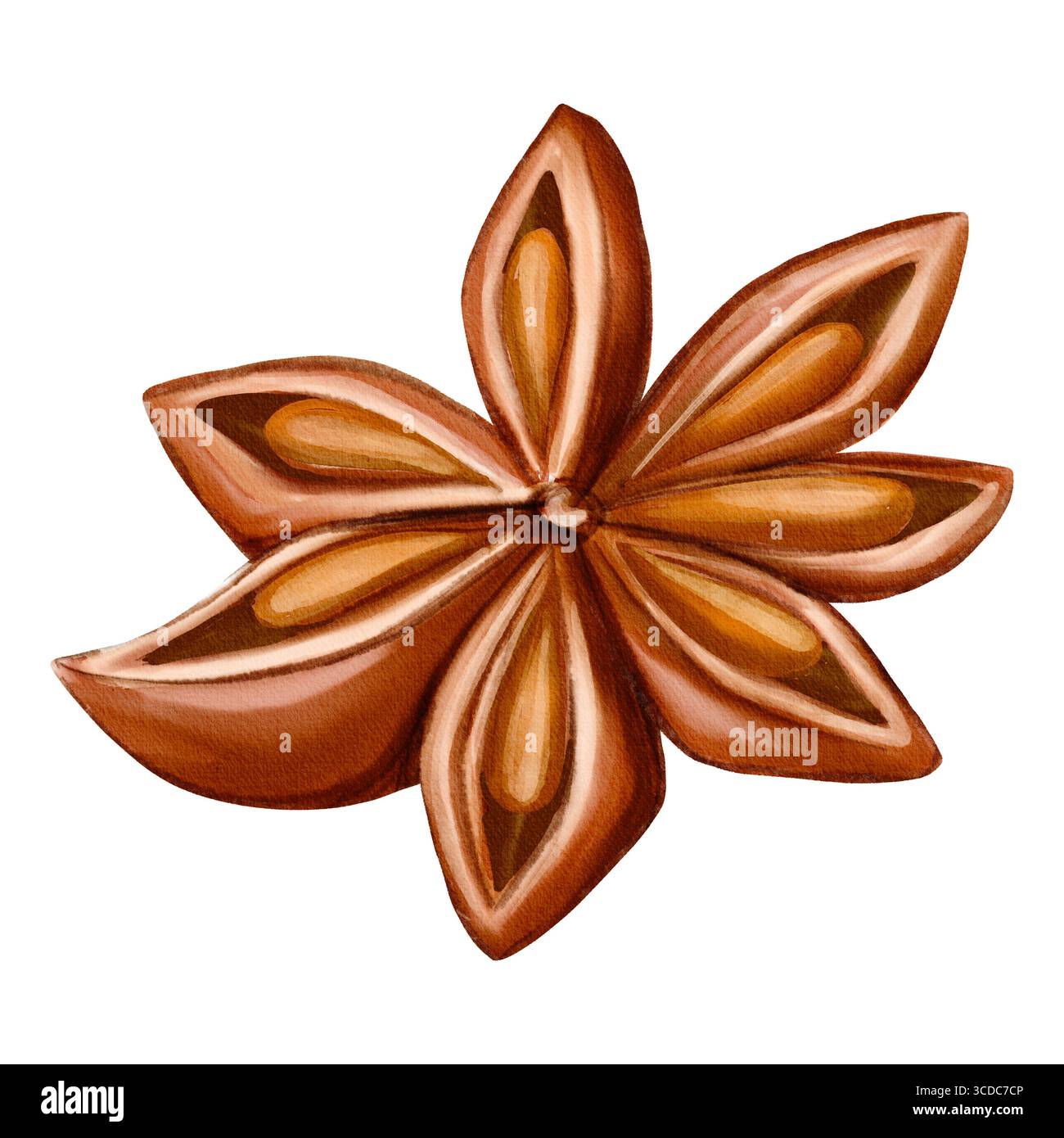 Star anise on clean Cut Out Stock Images & Pictures - Alamy