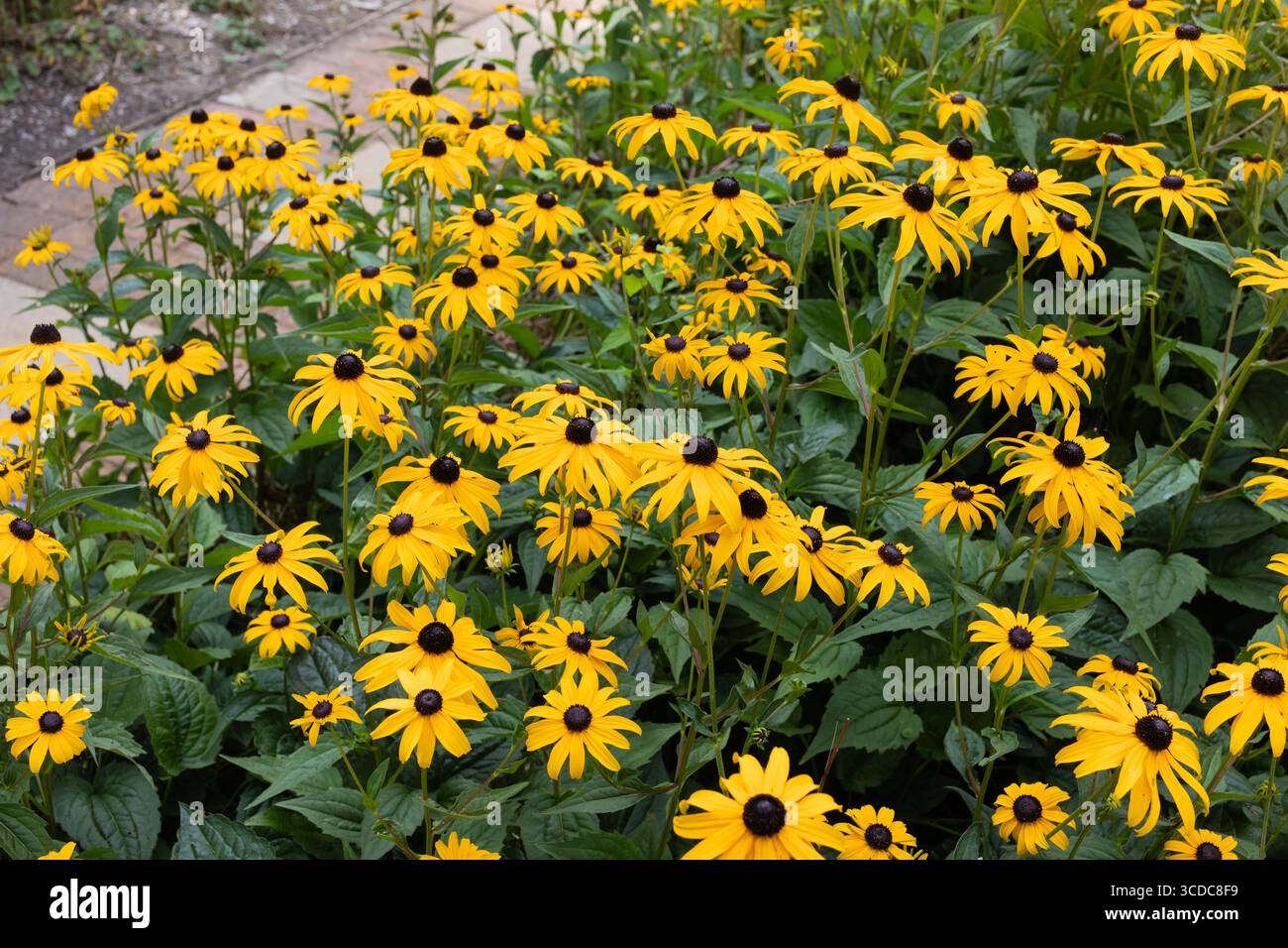 Rudbeckia, Black eyed susan flowers in the Quiet garden in Poole Park ...