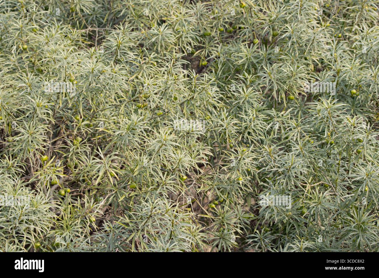 background texture of pale and dark green tree leaves Stock Photo - Alamy
