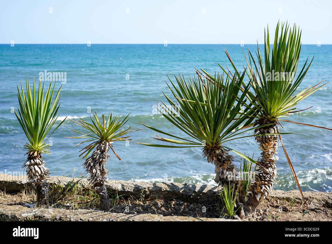 Spiky tropical plants grow along a rocky coastline with turquoise waves ...