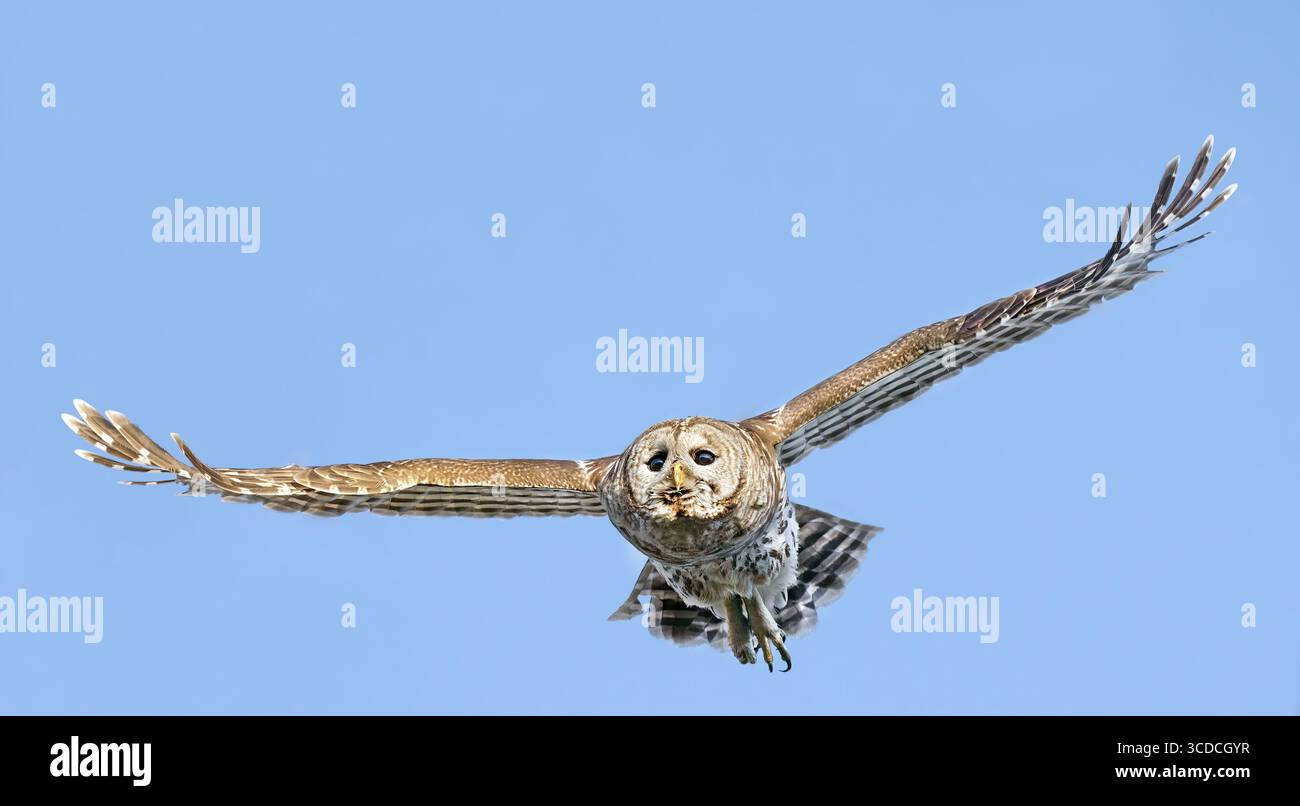 Male barred owl hi-res stock photography and images - Alamy