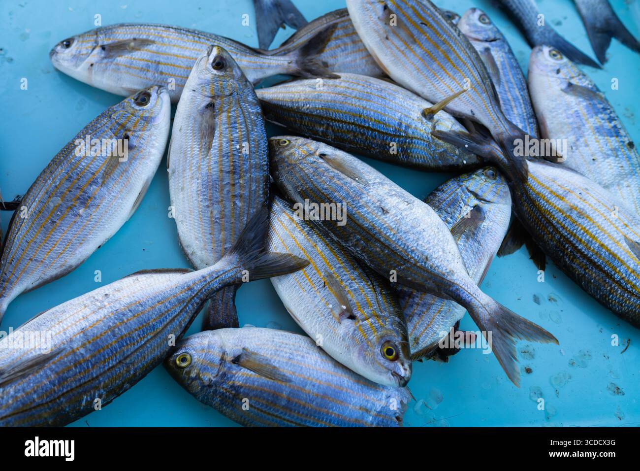 A fresh catch of Salema Porgy fish, with their distinctive golden ...