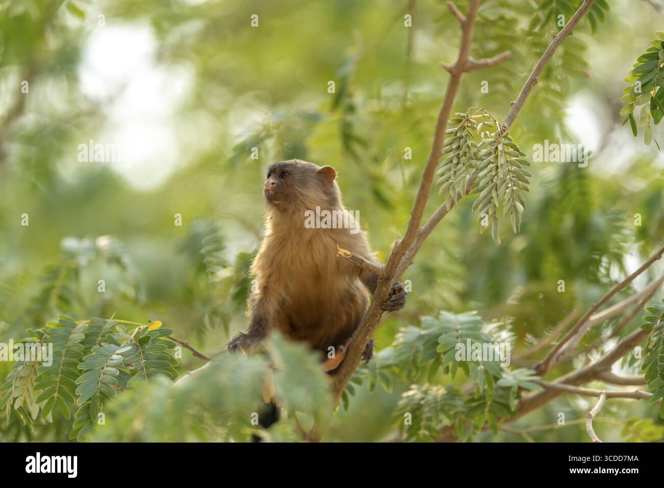Black-tailed marmoset (Mico melanurus), Pocone, Mato Grosso, Brazil ...