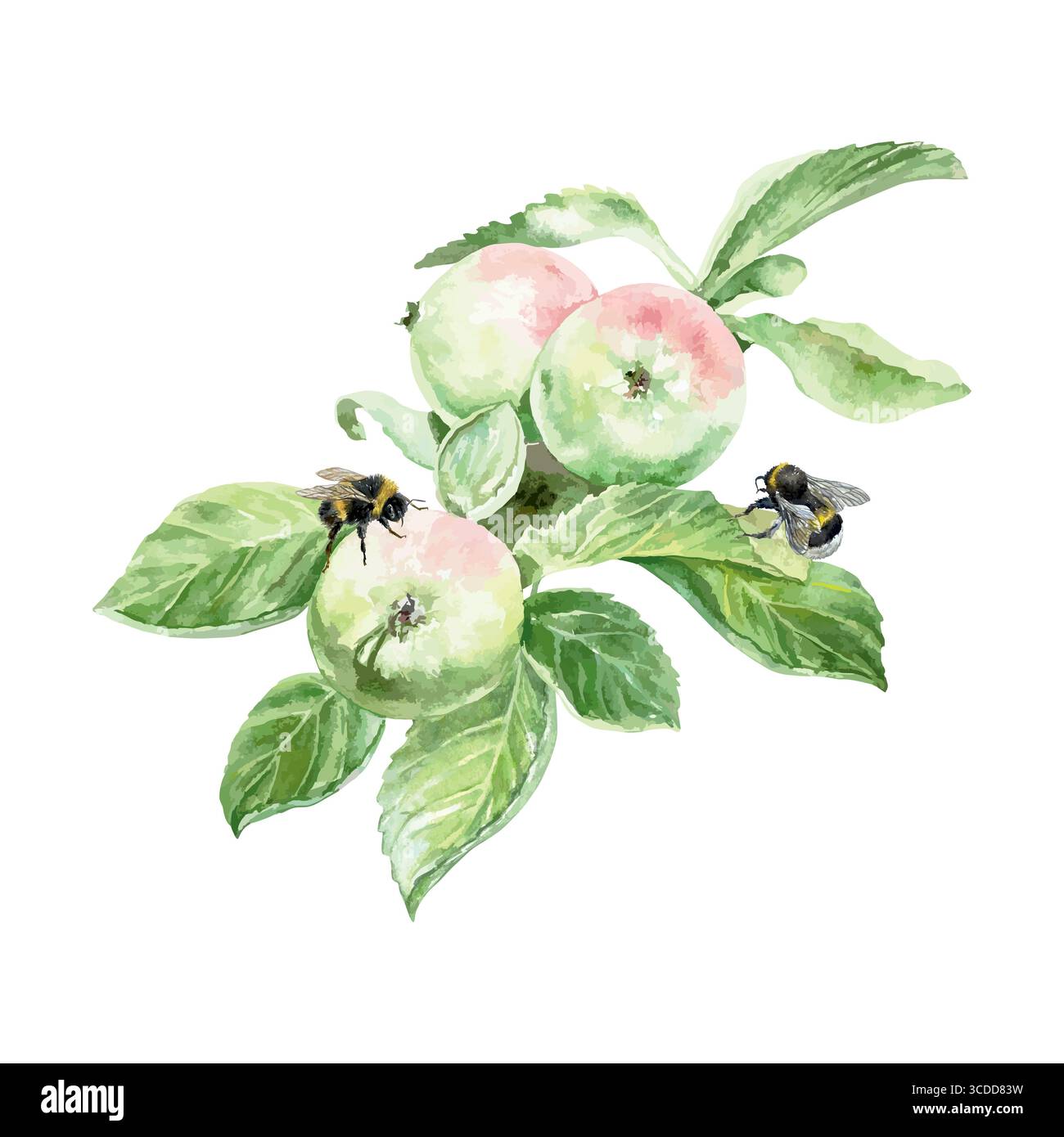 Apple branch and bees. Hand drawn watercolor illustration of a plant ...