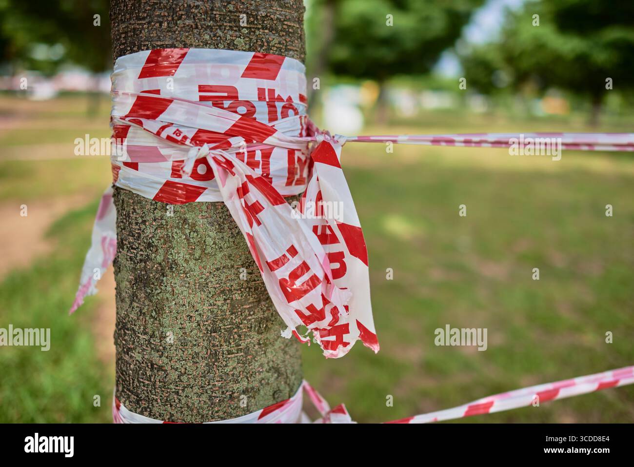A close-up of a tree trunk wrapped in red and white caution tape with ...