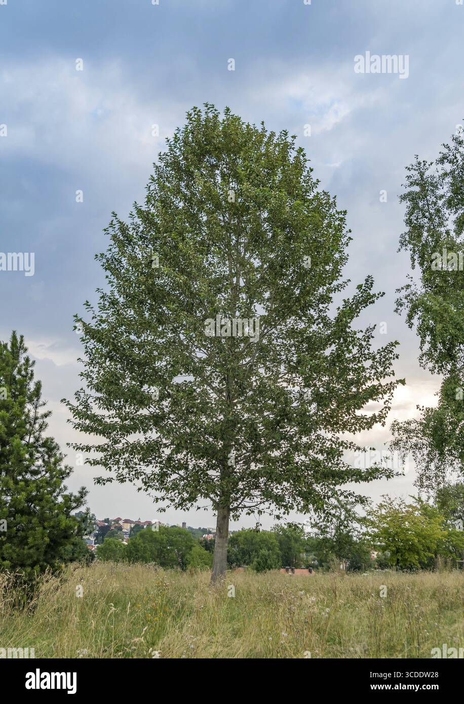 Balsam poplar (Populus balsamifera), Weihenstephan Gardens, Germany ...