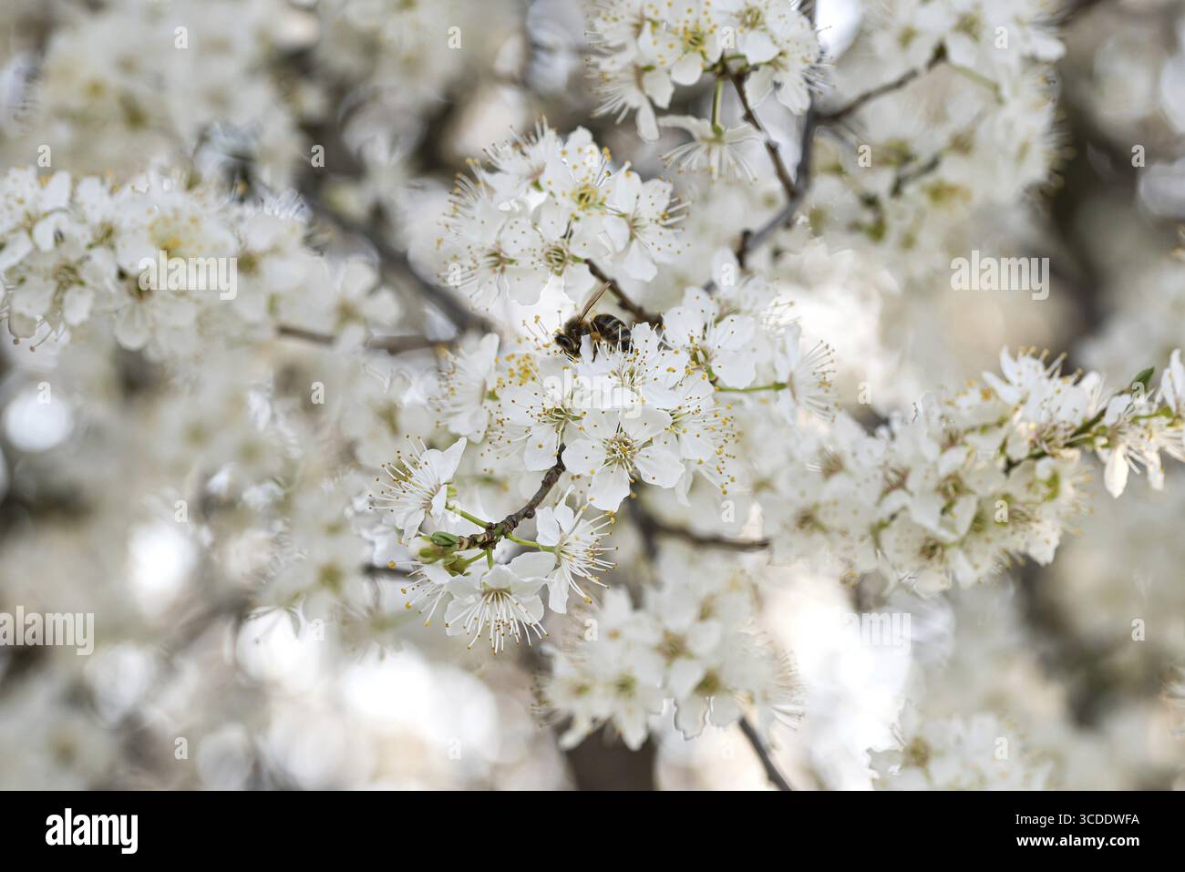 Spring wild cherry plum hi-res stock photography and images - Alamy