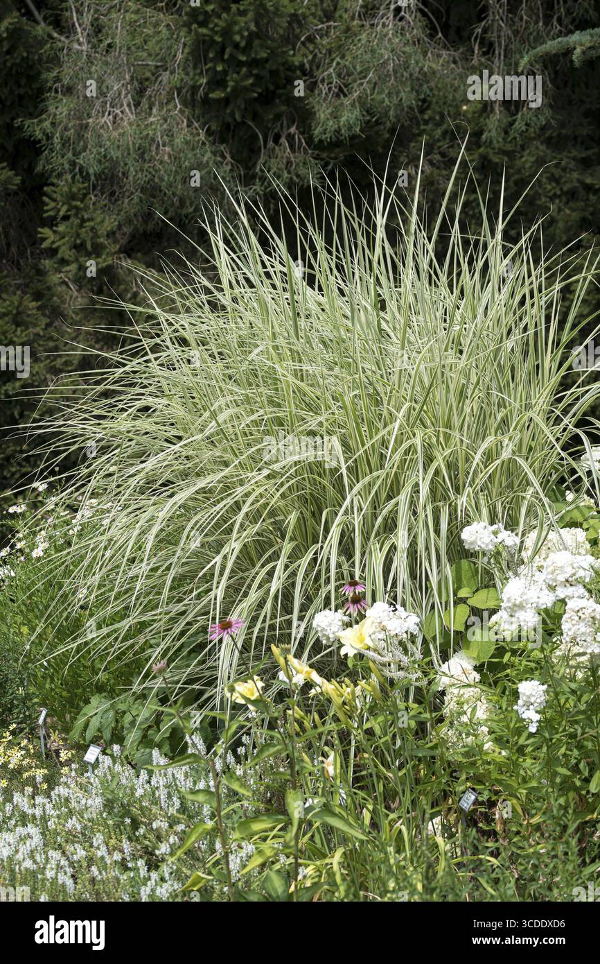 Chinese reed (Miscanthus sinensis 'Silberpfeil'), Weihenstephaner ...