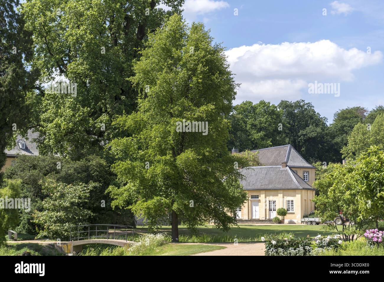 Black tupelo tree nyssa hi-res stock photography and images - Alamy