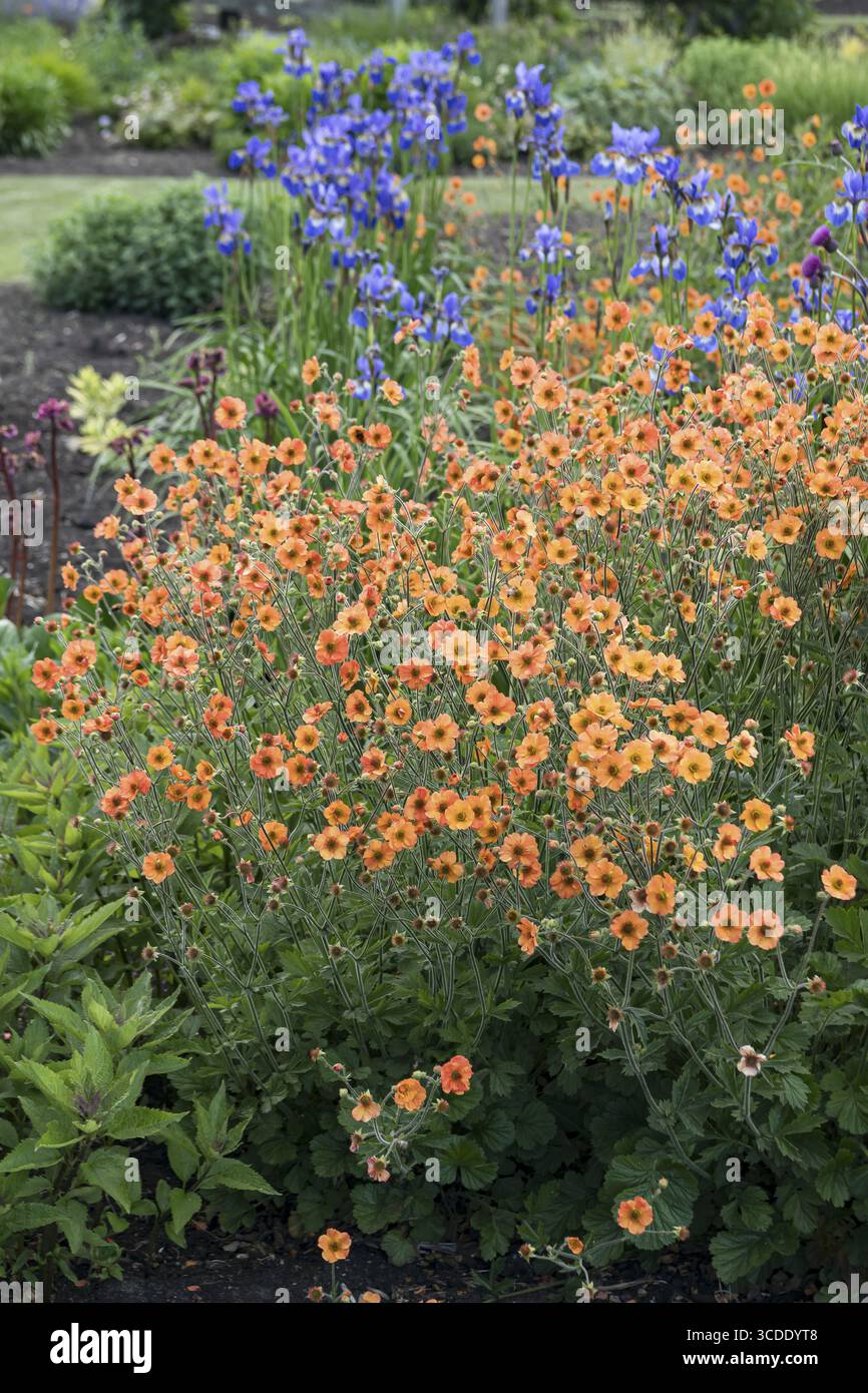 Carnation root (Geum 'Totally Tangerine'), Harry van de La assortment ...