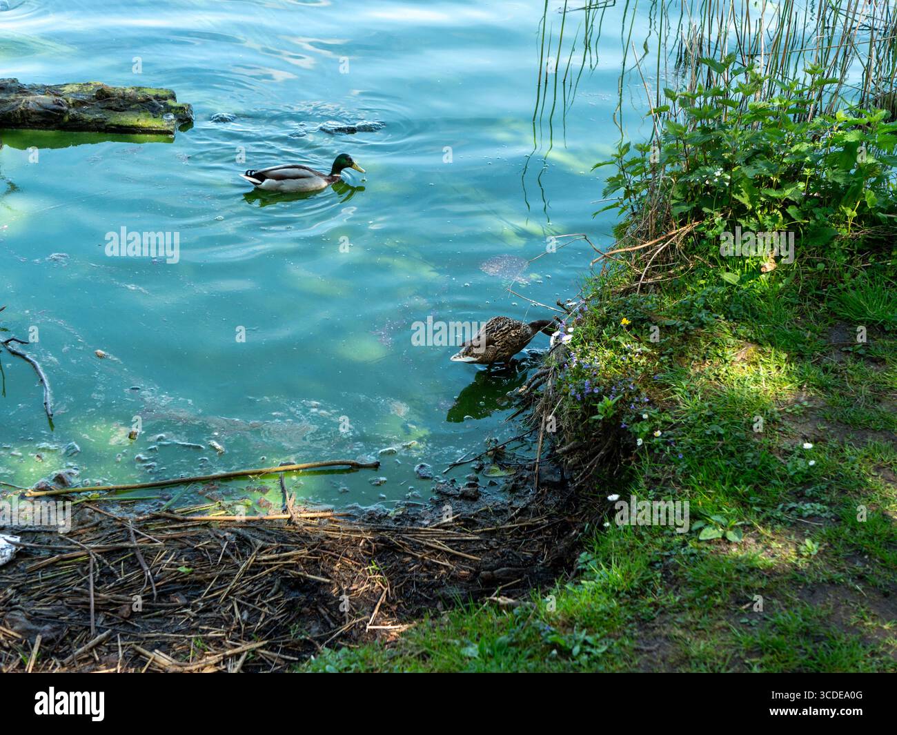 Blue-green algae bloom in a freshwater lake in Northern Germany, April ...