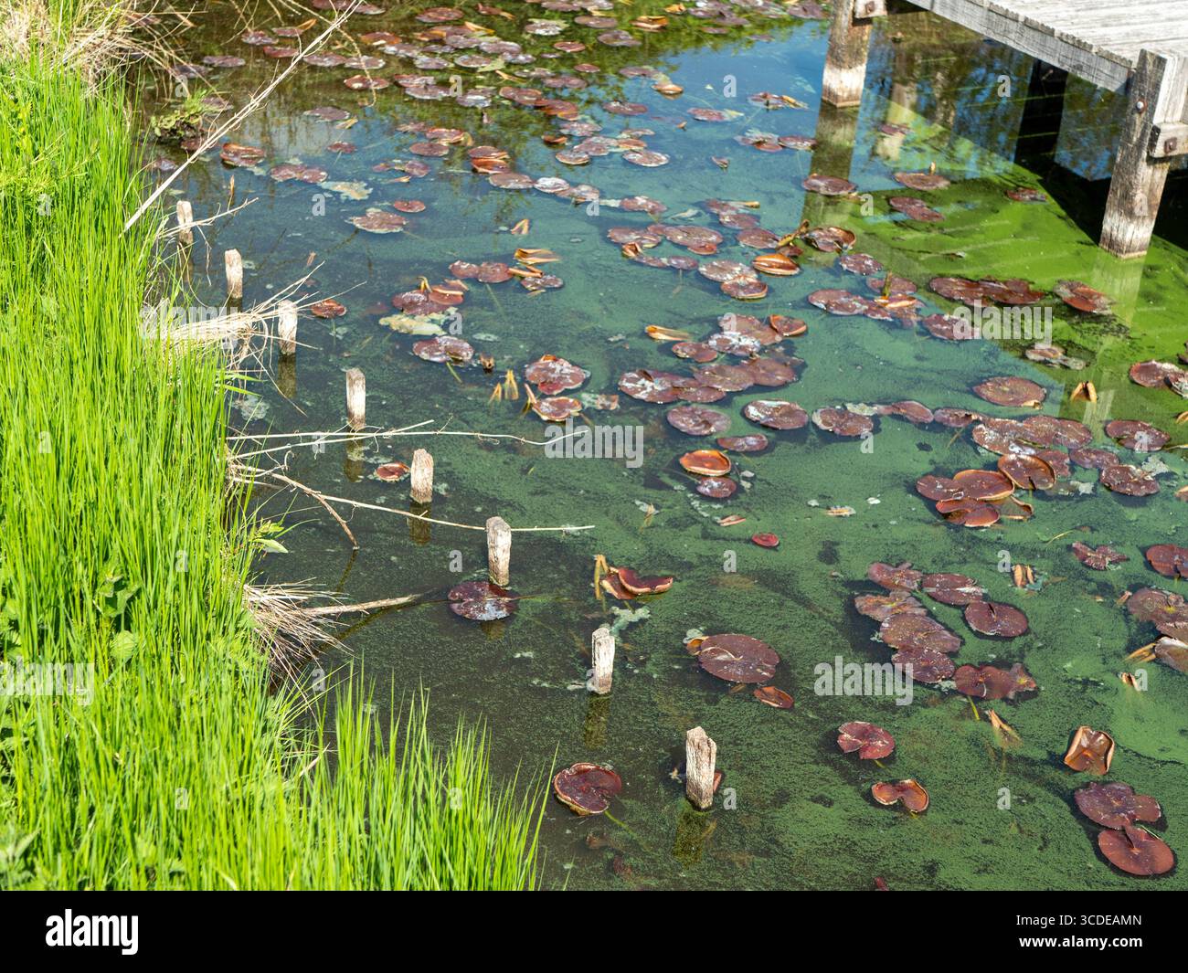 Blue-green algae bloom in a freshwater lake in Northern Germany, April ...