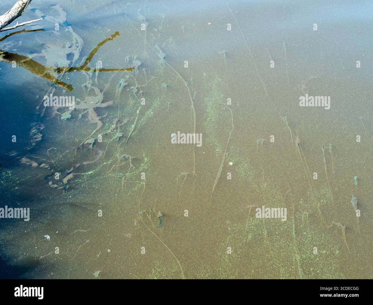 Blue-green algae bloom in a freshwater lake in Northern Germany, April ...