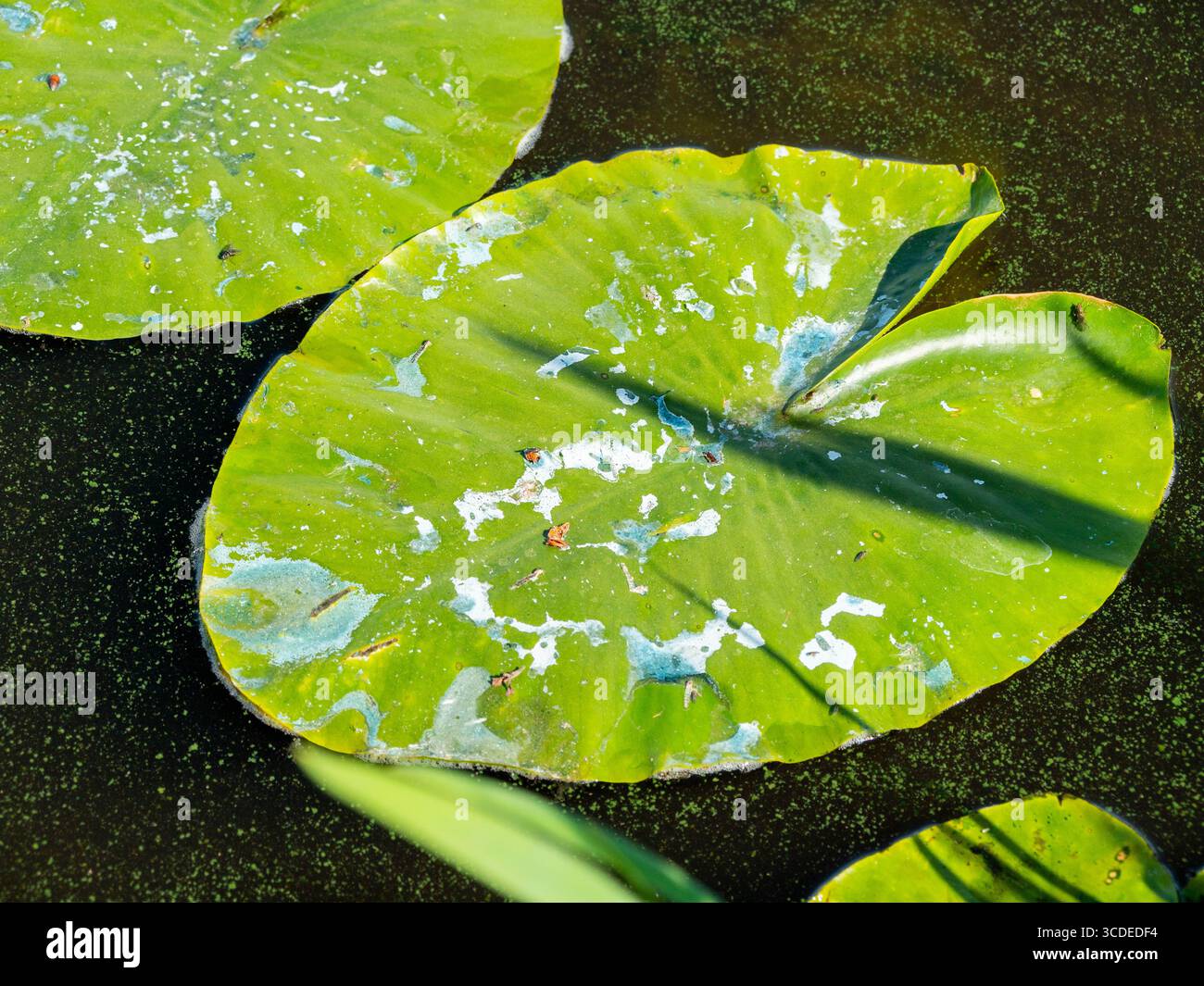 Blue-green algae bloom in a freshwater lake in Northern Germany, April ...