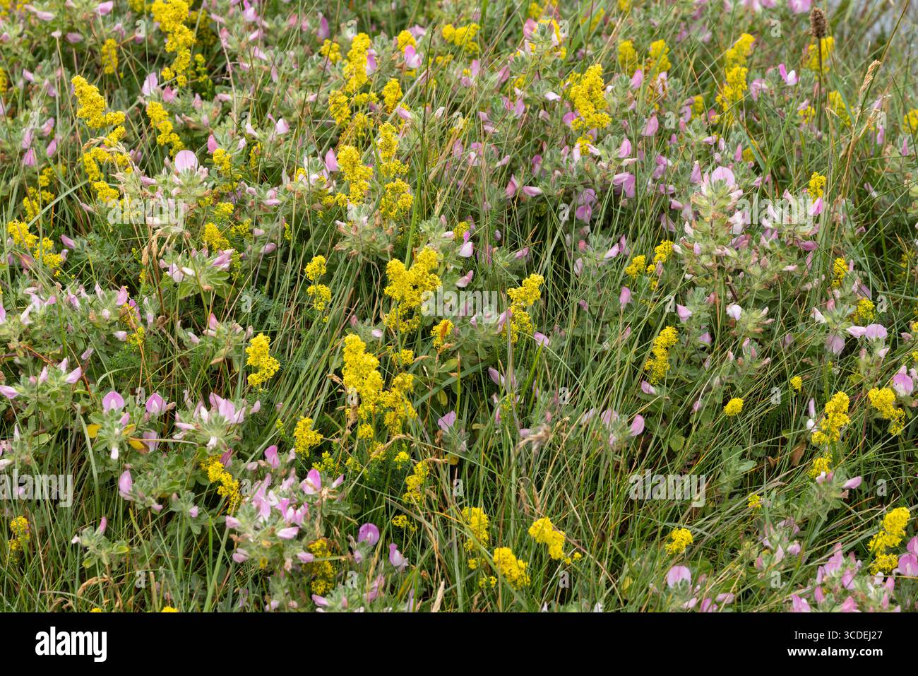 Lady's bedstraw Galium verum & Spiny restharrow Ononis spinosa ...