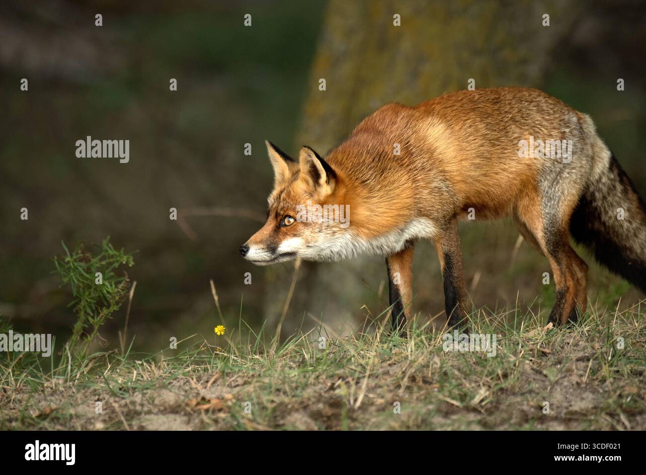 Rotfuchs Fuchs, Junger Fuchs *** Red fox Fox, Young fox Stock Photo - Alamy