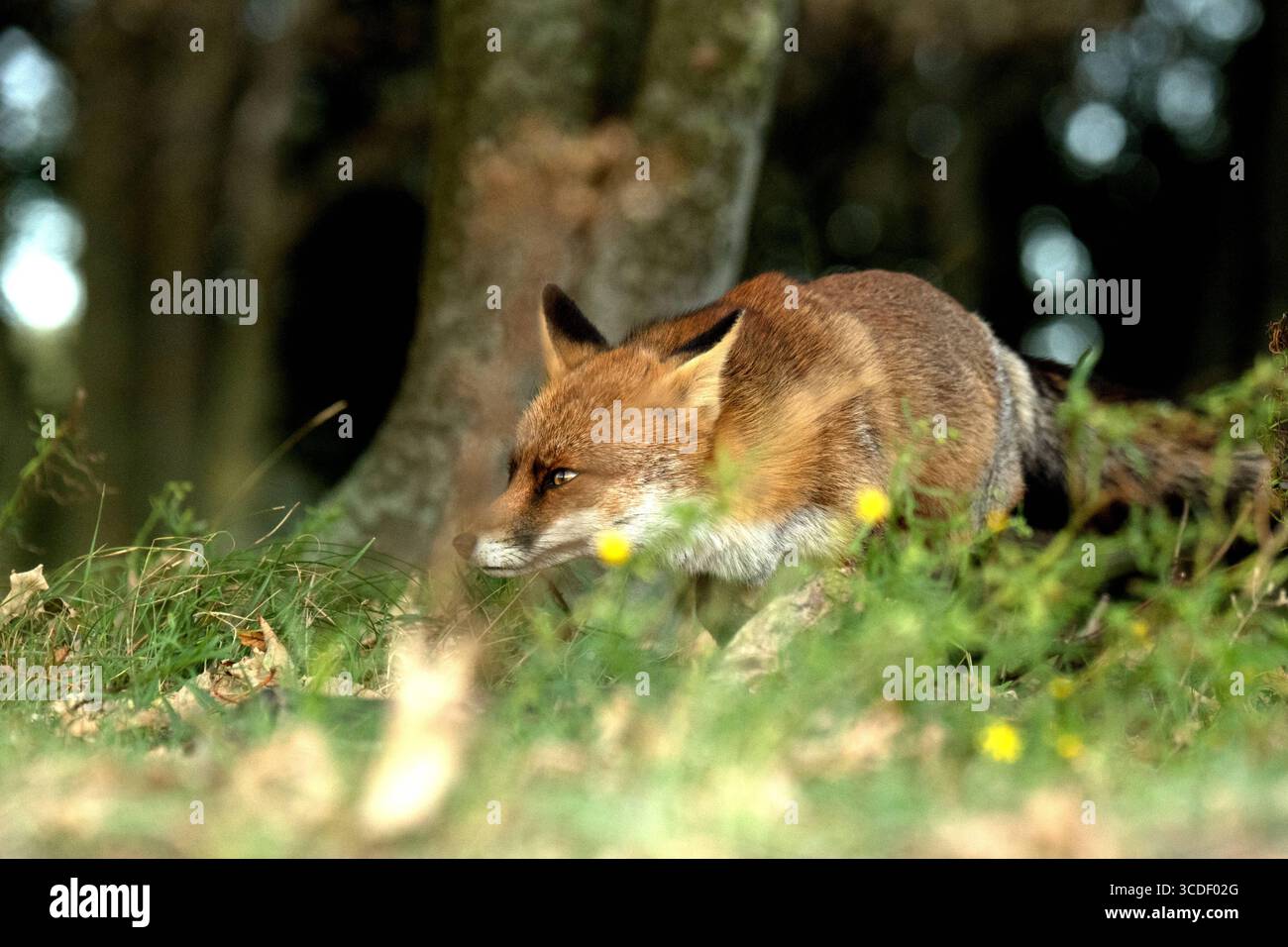 Rotfuchs Fuchs, Junger Fuchs *** Red fox Fox, Young fox Stock Photo - Alamy