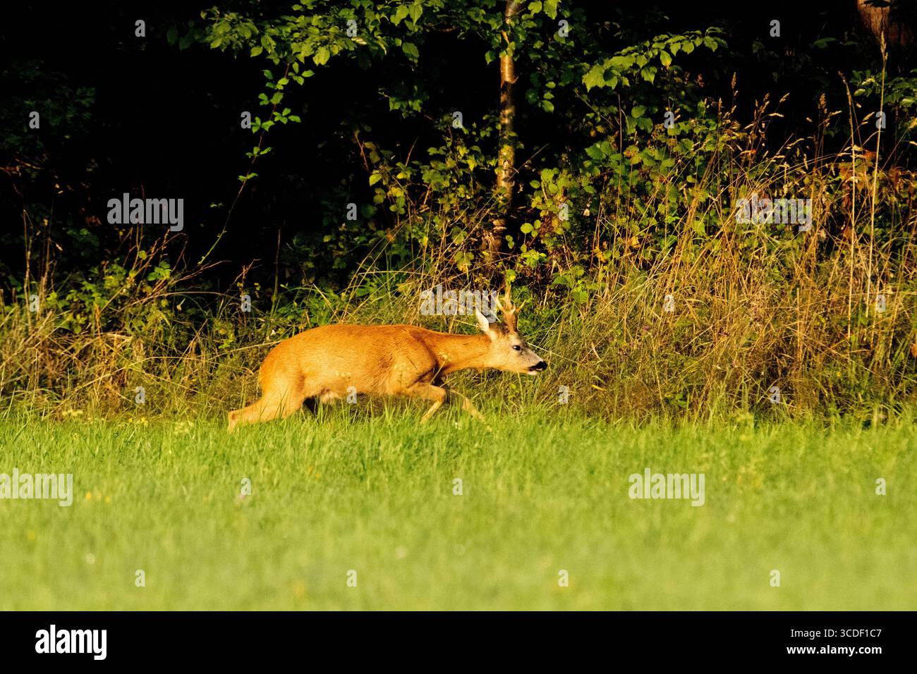 Starker Rehbock treibt Ricke im Wald und Feld Rehbock treibt Ricke ...