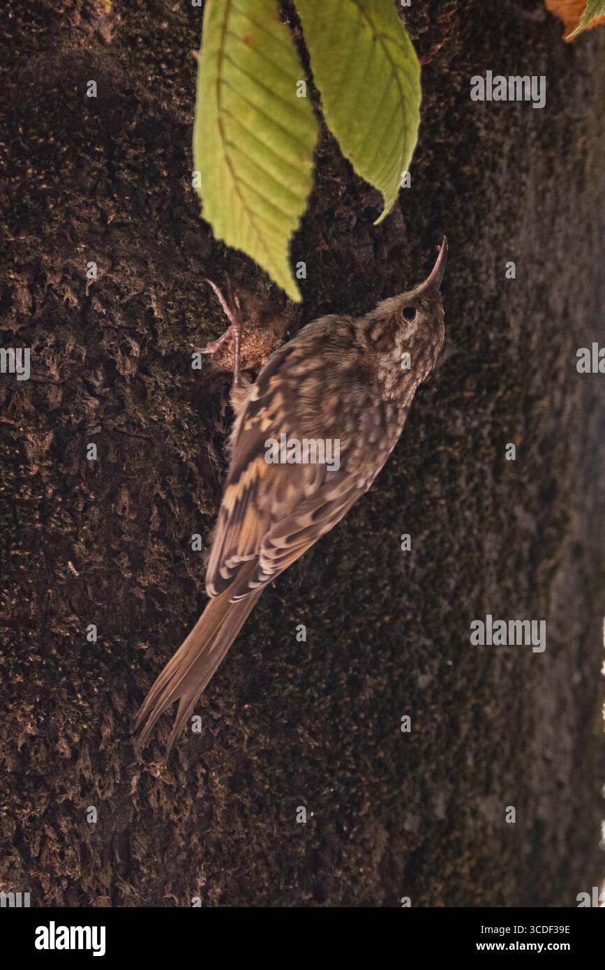 Short-toed Treecreeper (Certhia brachydactyla) France July 2025 Stock ...