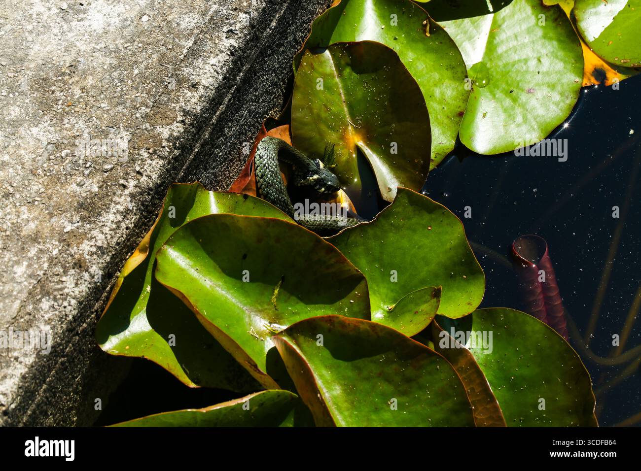 Pond snake eating fish hi-res stock photography and images - Alamy