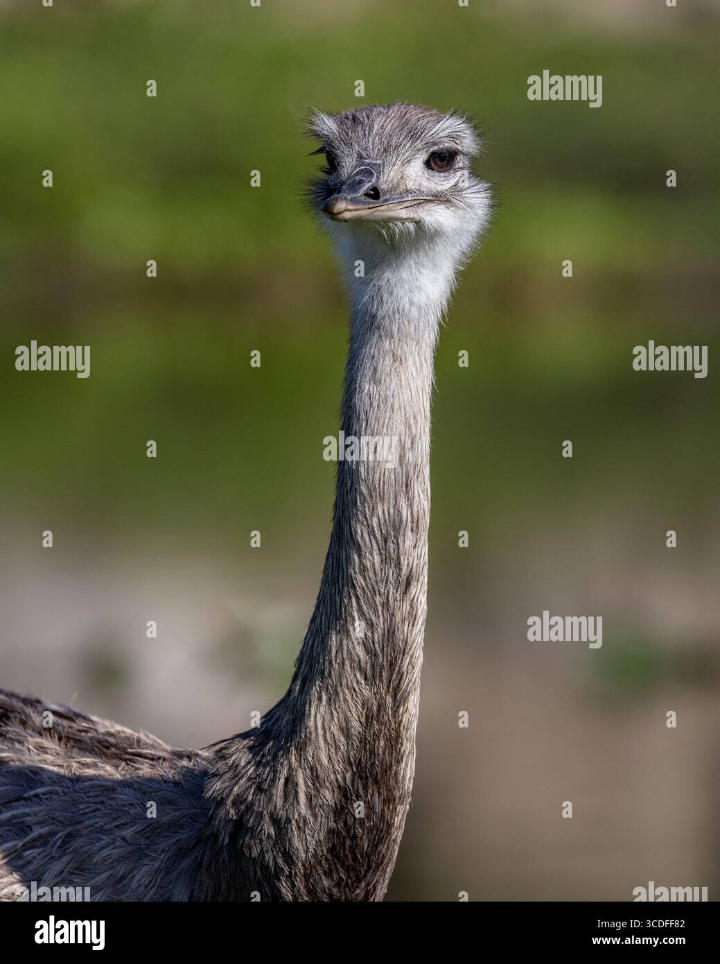 Ostrich symmetry hi-res stock photography and images - Alamy