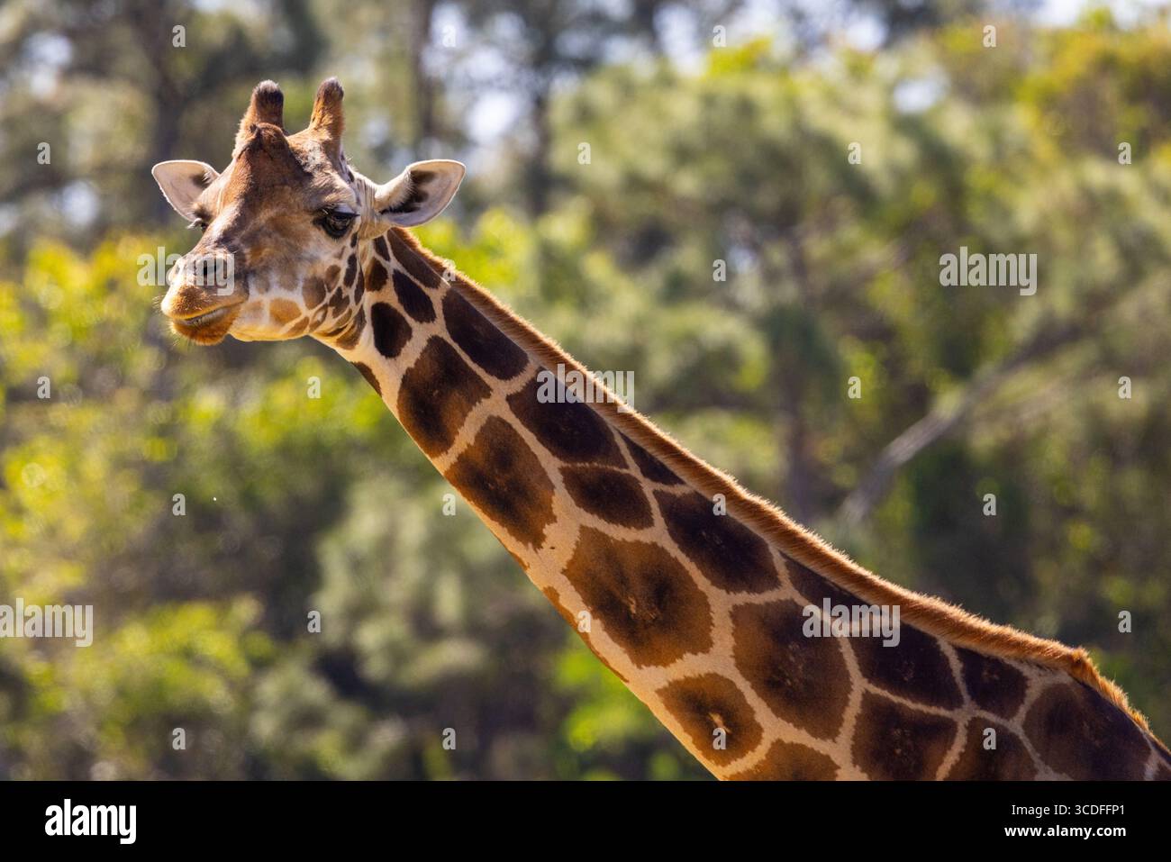 Calf giraffe nature reserve hi-res stock photography and images - Alamy