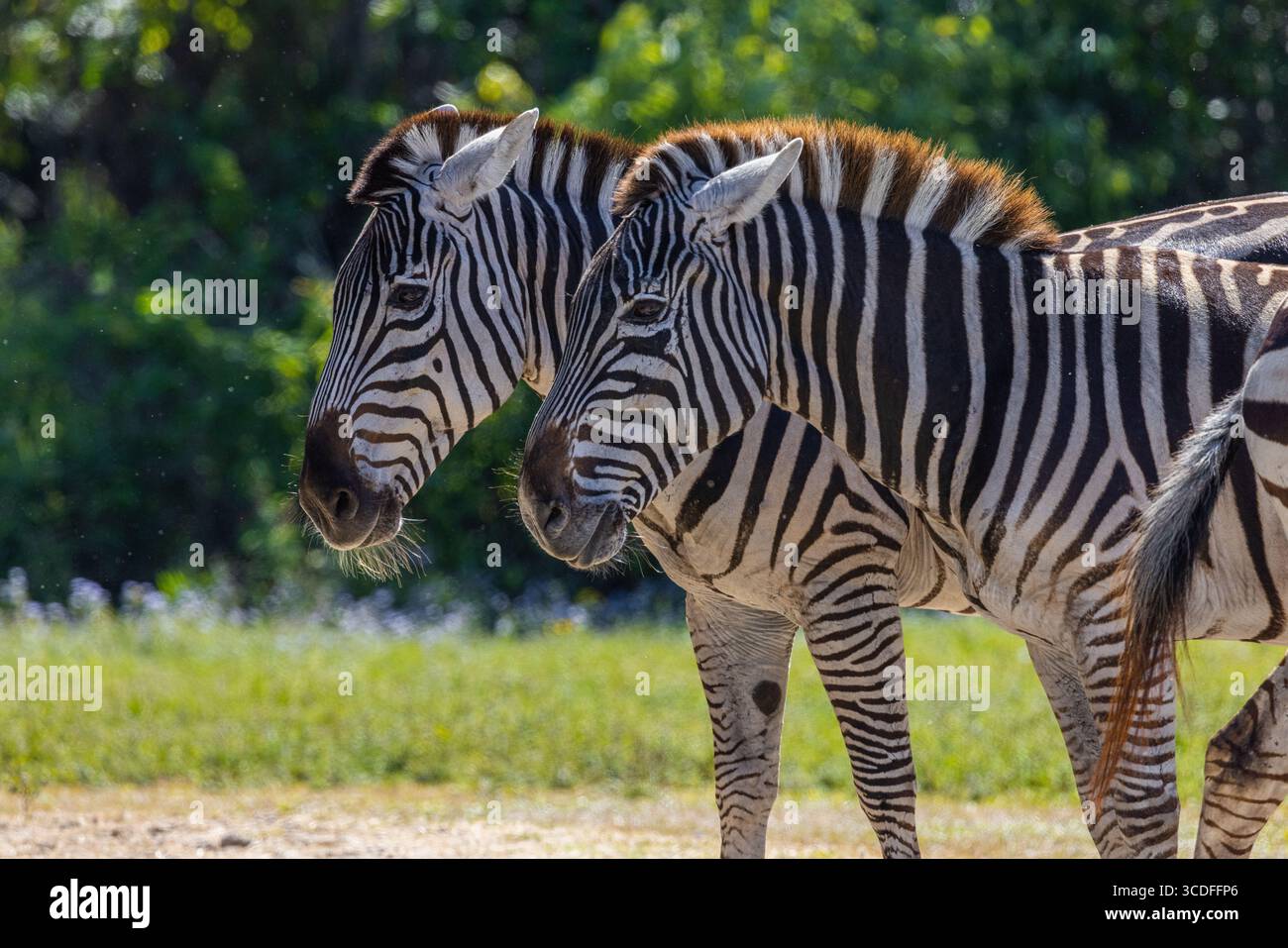 Hooves together hi-res stock photography and images - Alamy