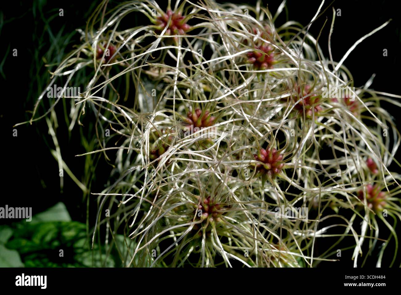 Delicate shapes intertwine hi-res stock photography and images - Alamy