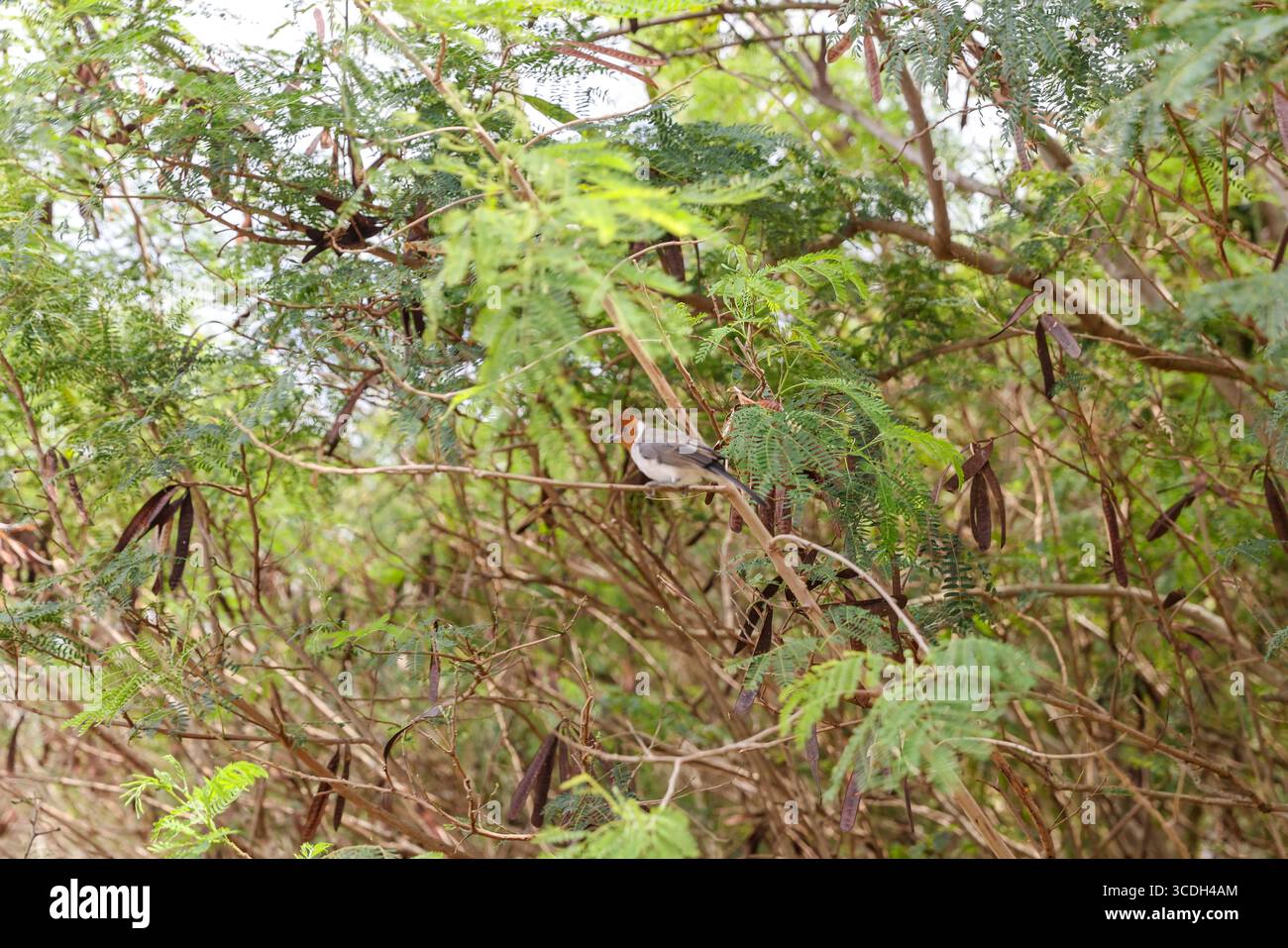 Landscapes around canals and ponds that harvest shrimp on Oahu Stock ...