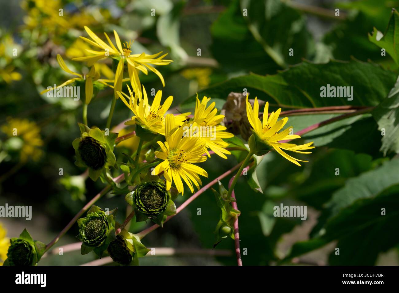 Bright yellow flowers flourish amidst lush green foliage during a sunny ...