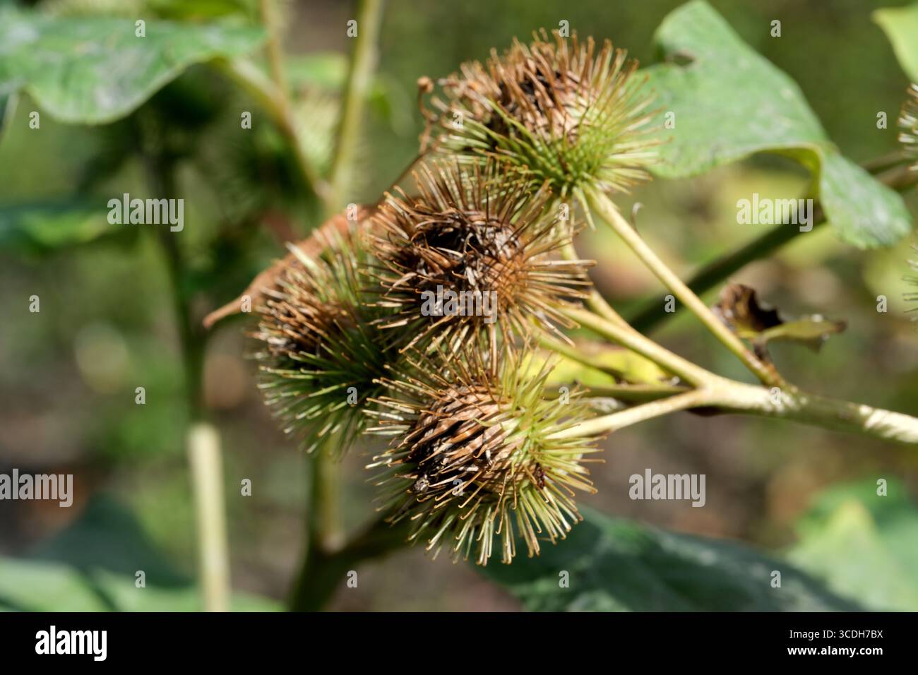 Cluster unique spiky seed hi-res stock photography and images - Alamy