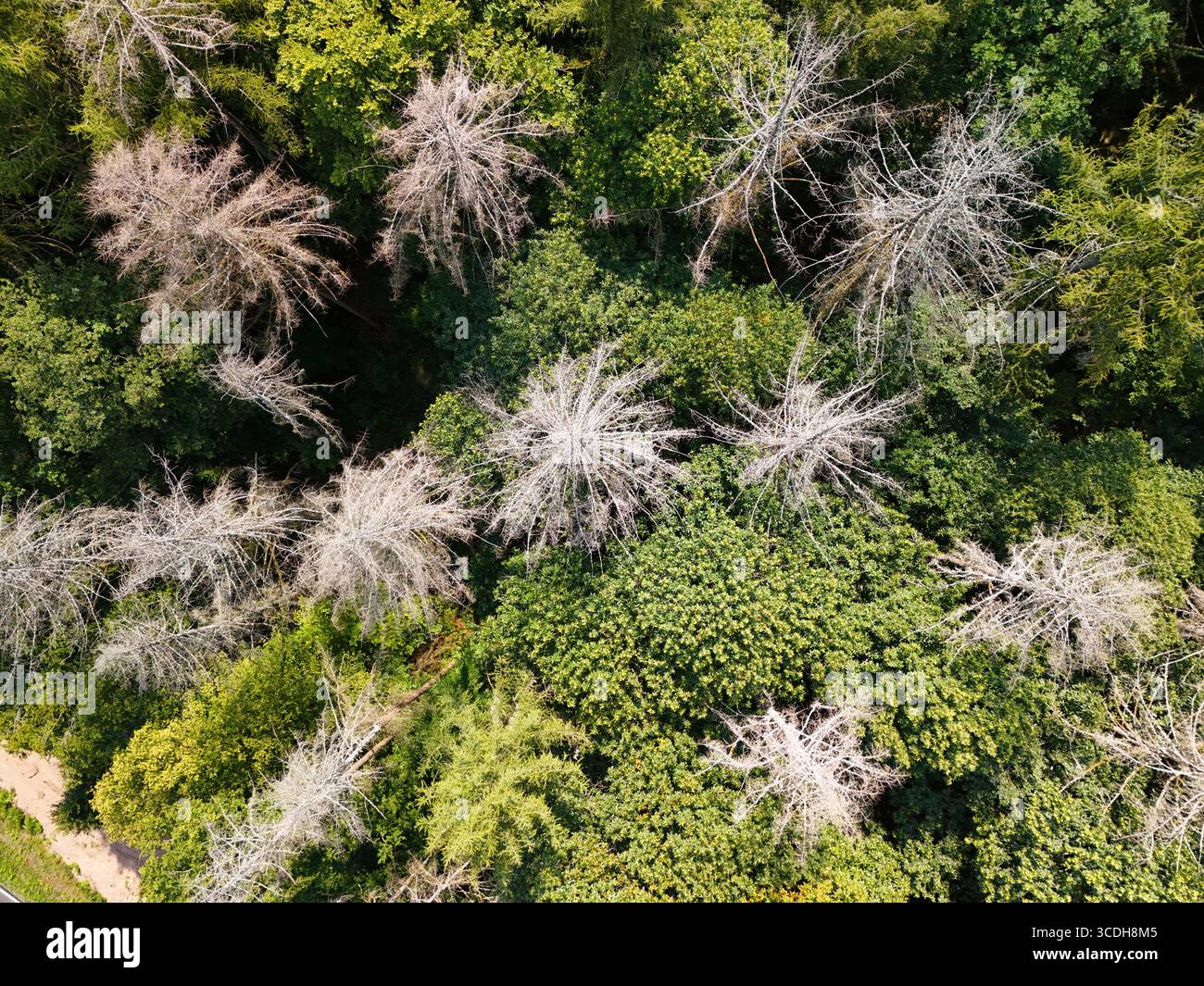 Aerial view of forest with dead trees – climate change and drought ...