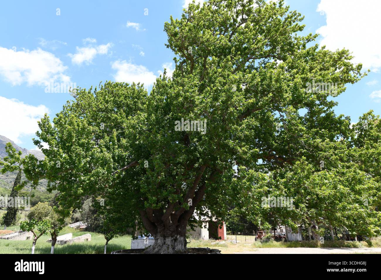 Oriental plane (Platanus orientalis) is a deciduous tree native to ...