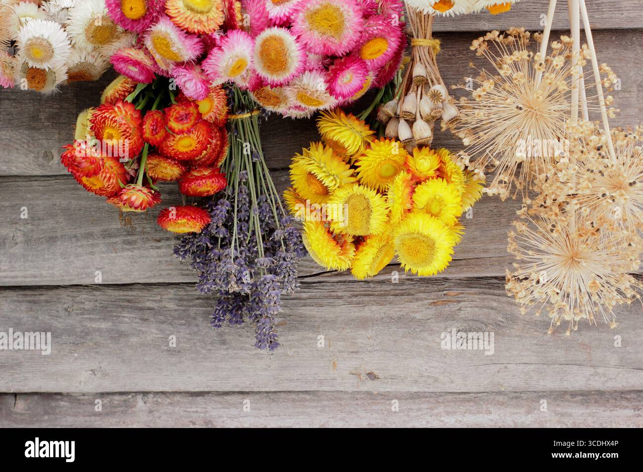 Bunches vibrant flowers hanging upside down to dry including ...