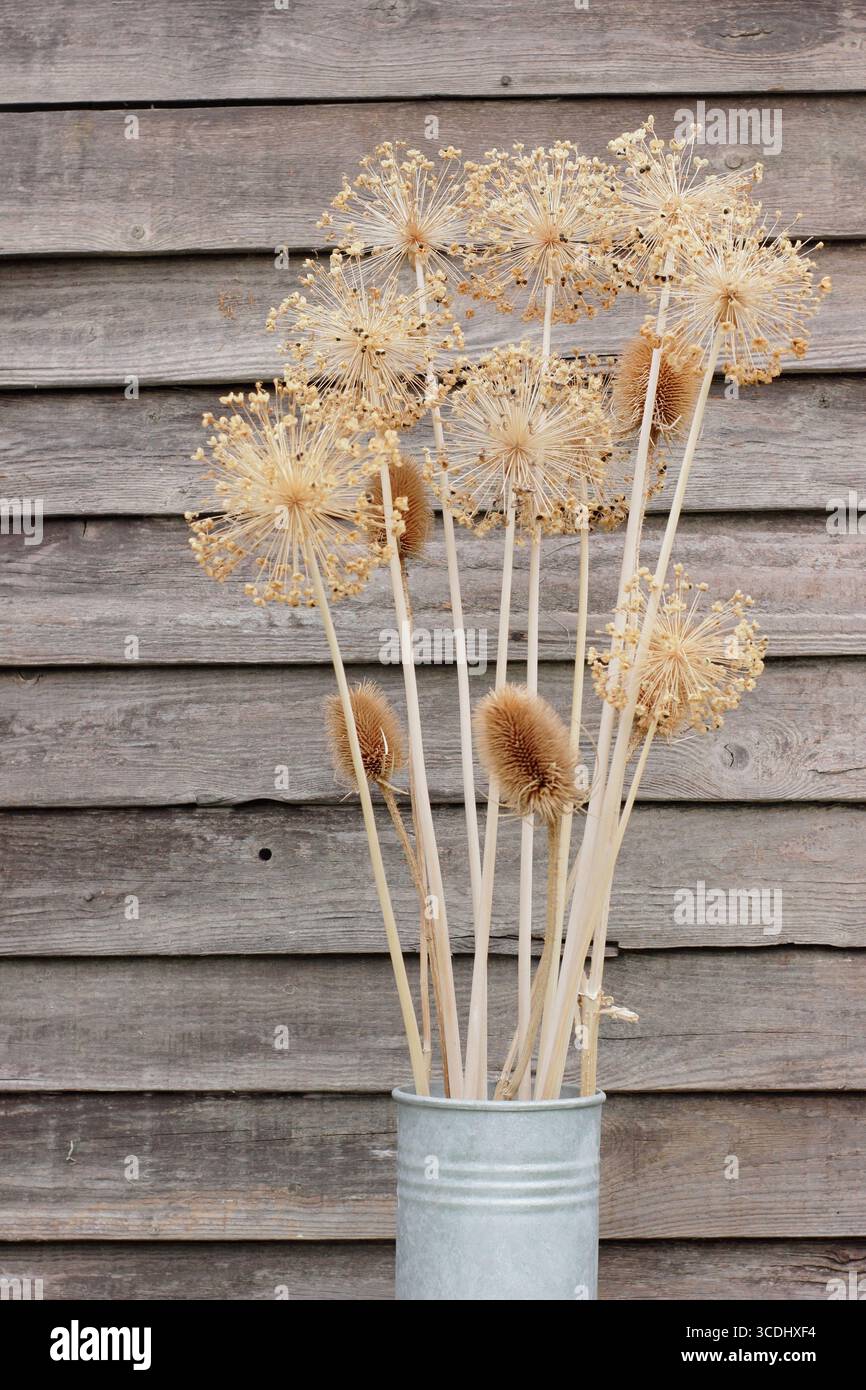 Allium seed heads hi-res stock photography and images - Alamy