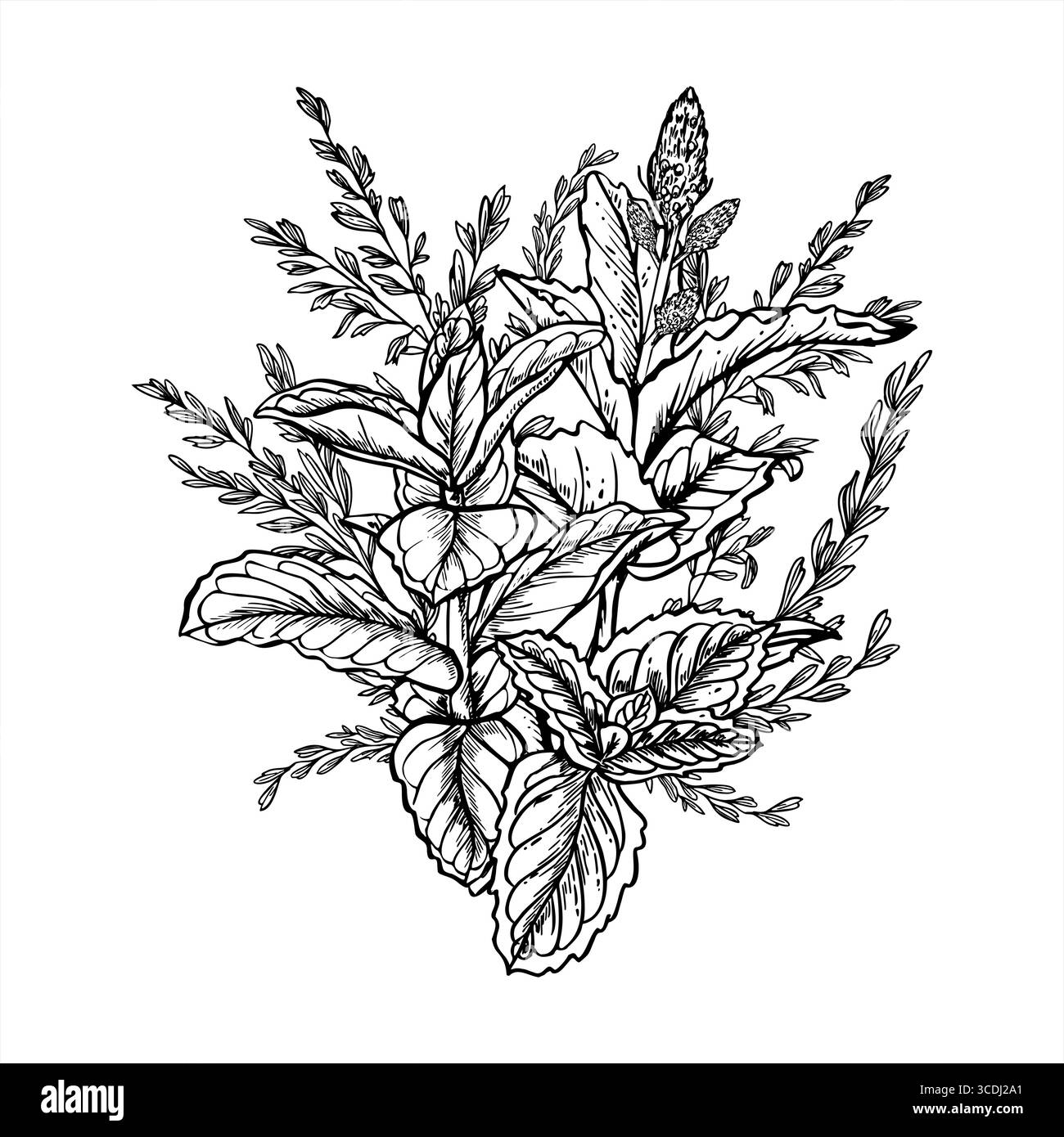 Grass herbs Black and White Stock Photos & Images - Alamy