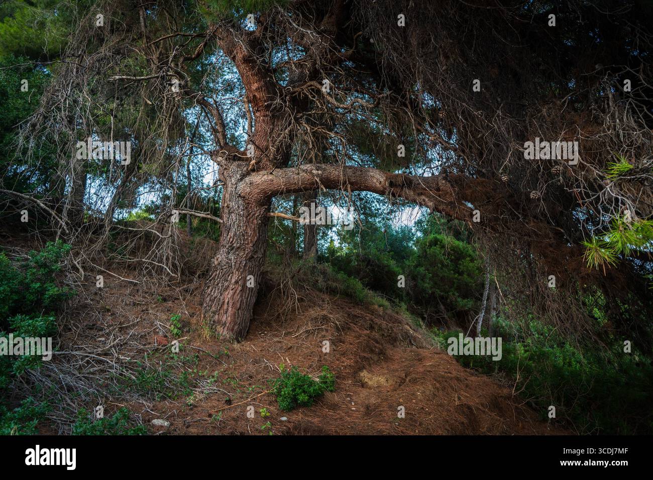 A stunning tree with an unusual branch structure growing on a hillside ...