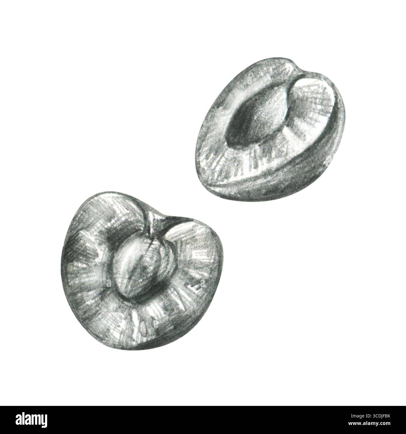 Two halved cherries showing seed and inner texture, hand drawn line art ...