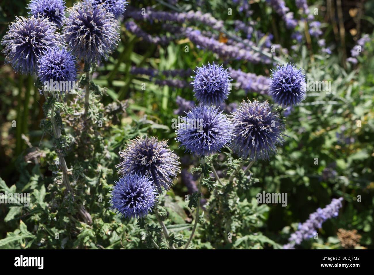 Blue Globe Thistle plants Echinops bannaticus Grey to Green Park ...