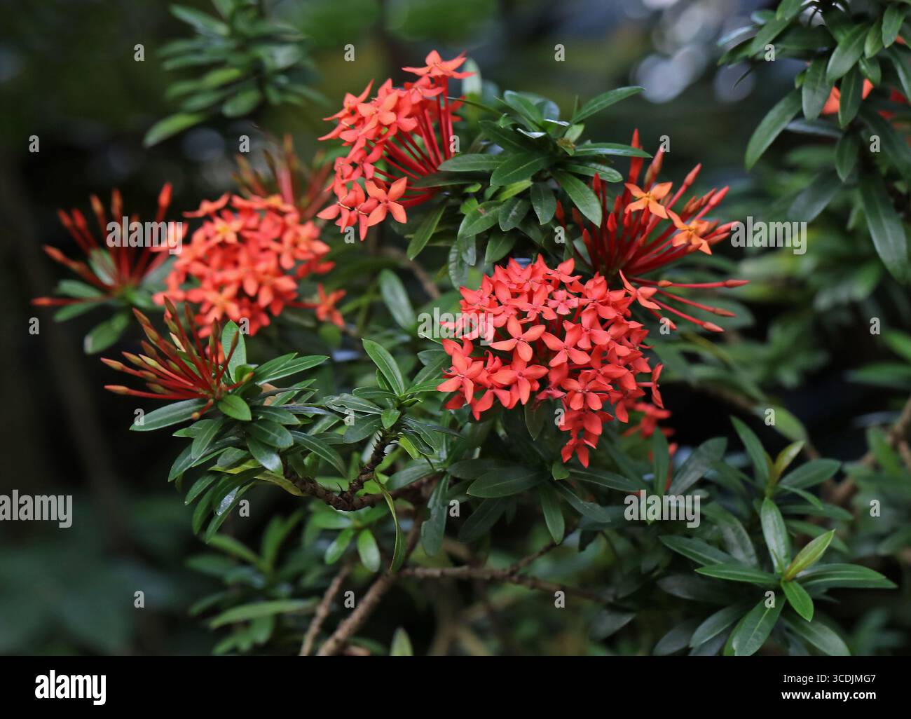 Jungle Geranium aka Flame of the Woods or Jungle Flame, Ixora coccinea ...