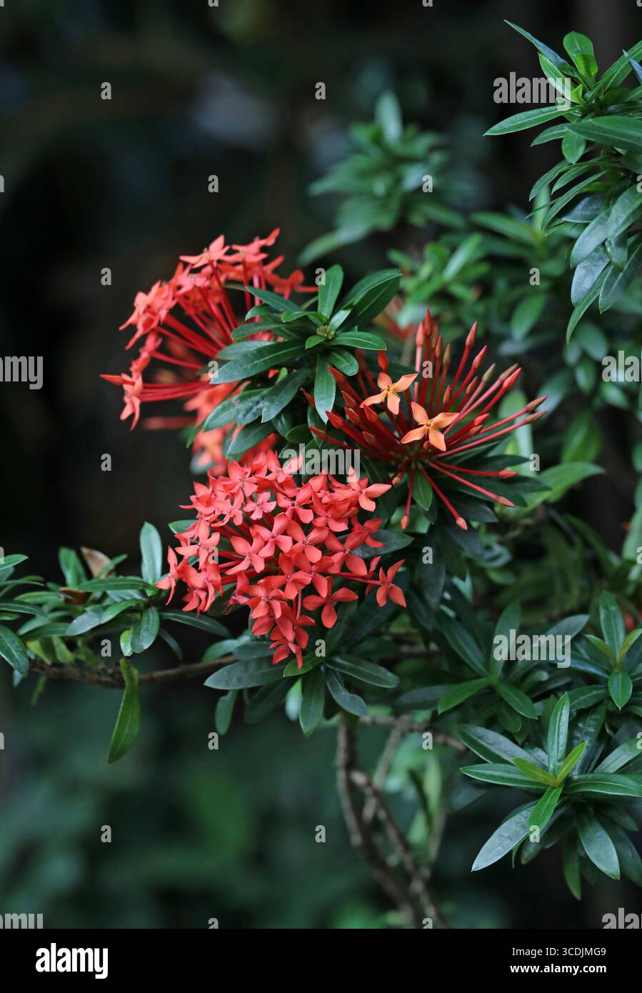 Jungle Geranium aka Flame of the Woods or Jungle Flame, Ixora coccinea ...
