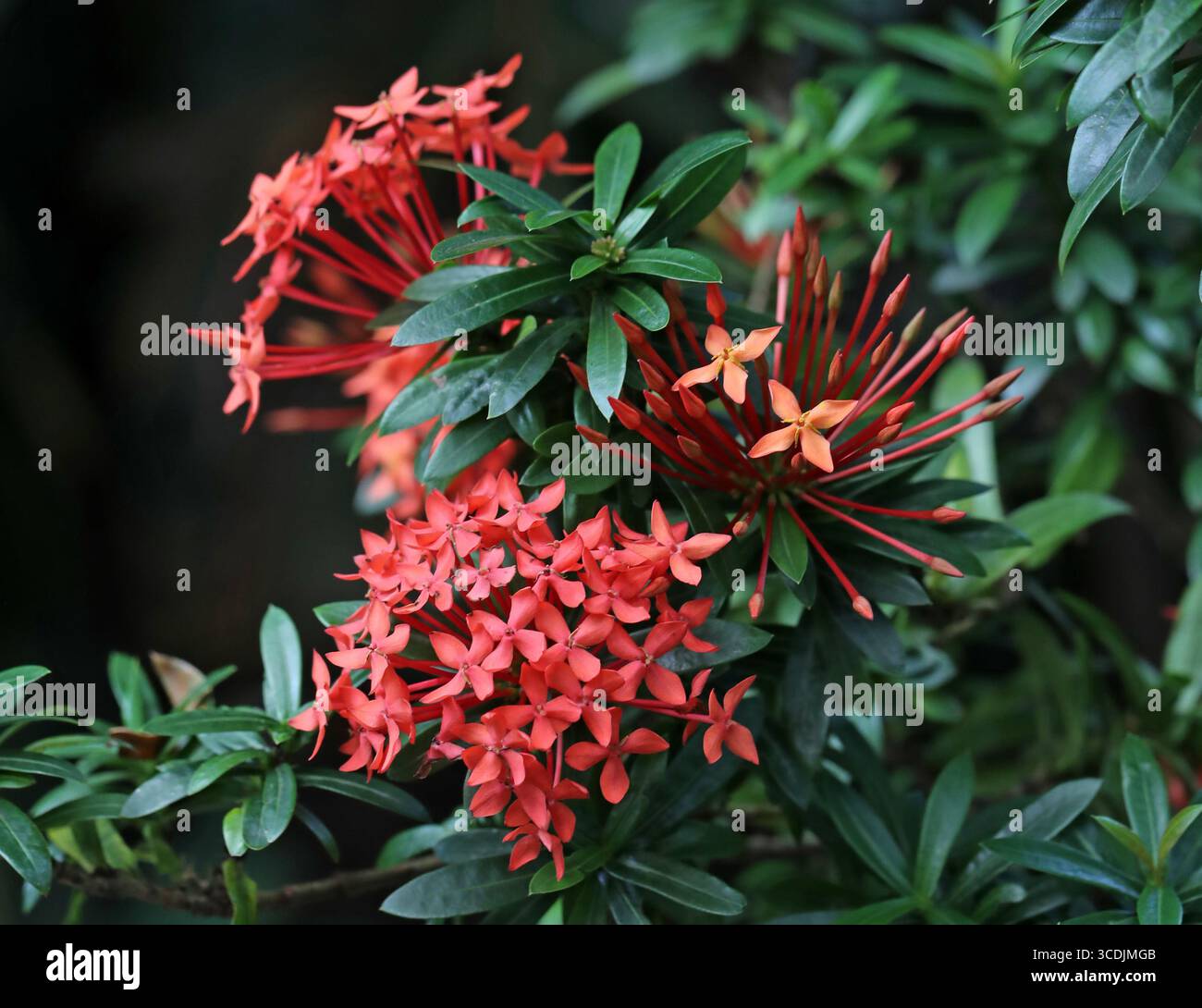 Corners dwarf coccinea hi-res stock photography and images - Alamy