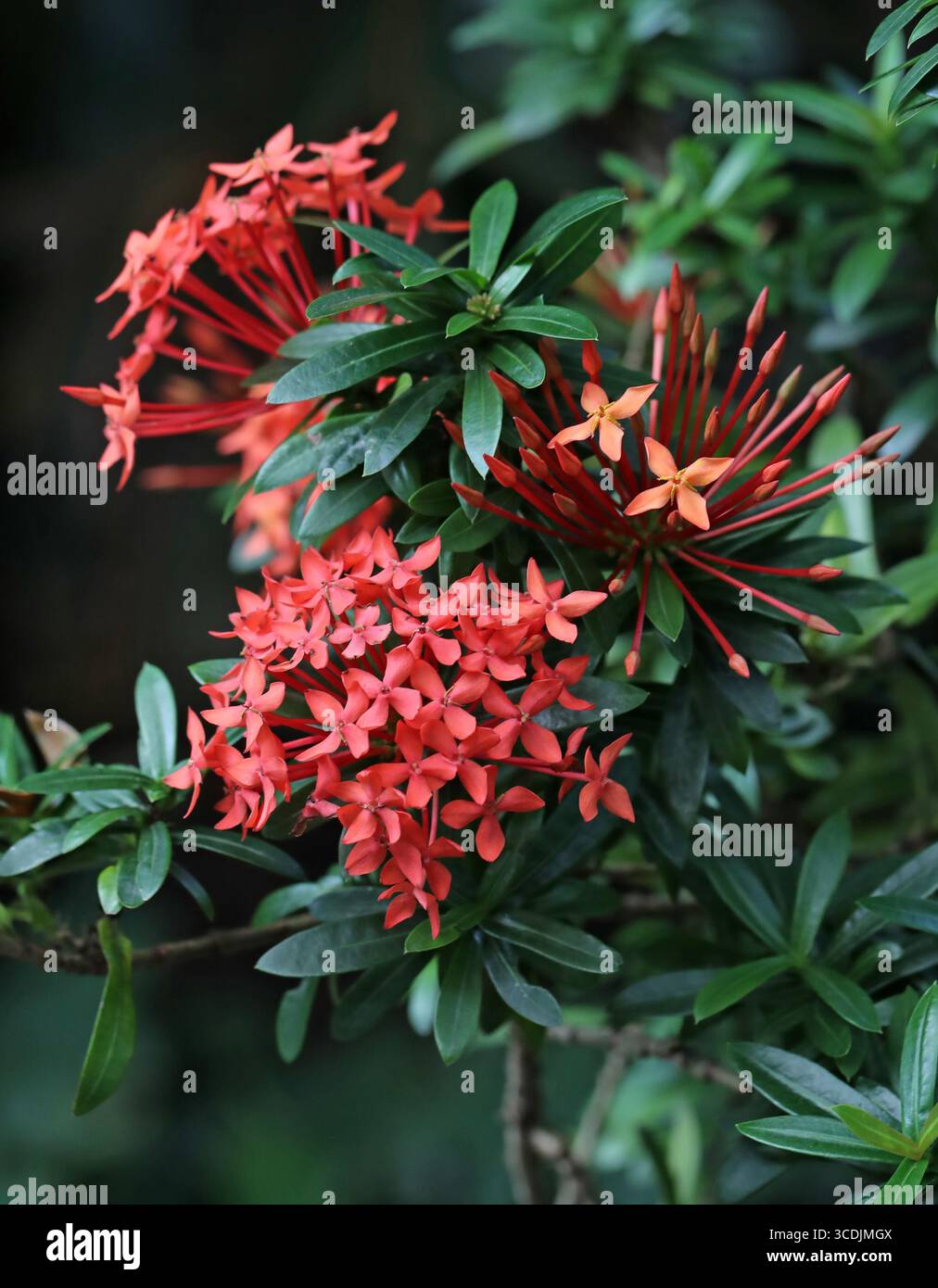 Jungle Geranium aka Flame of the Woods or Jungle Flame, Ixora coccinea ...