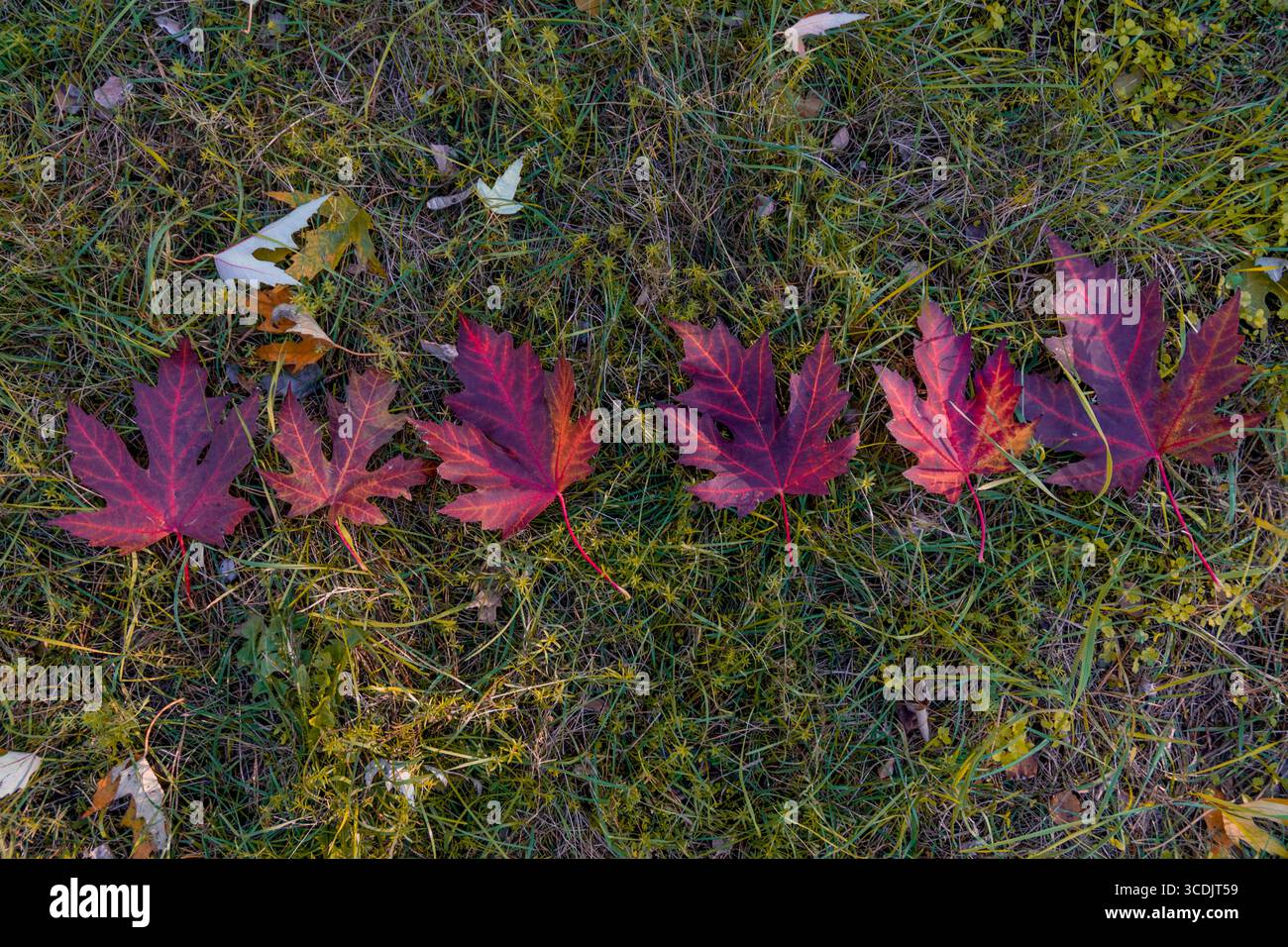 Red Maple Leaves in a Row on Green Grass Stock Photo - Alamy