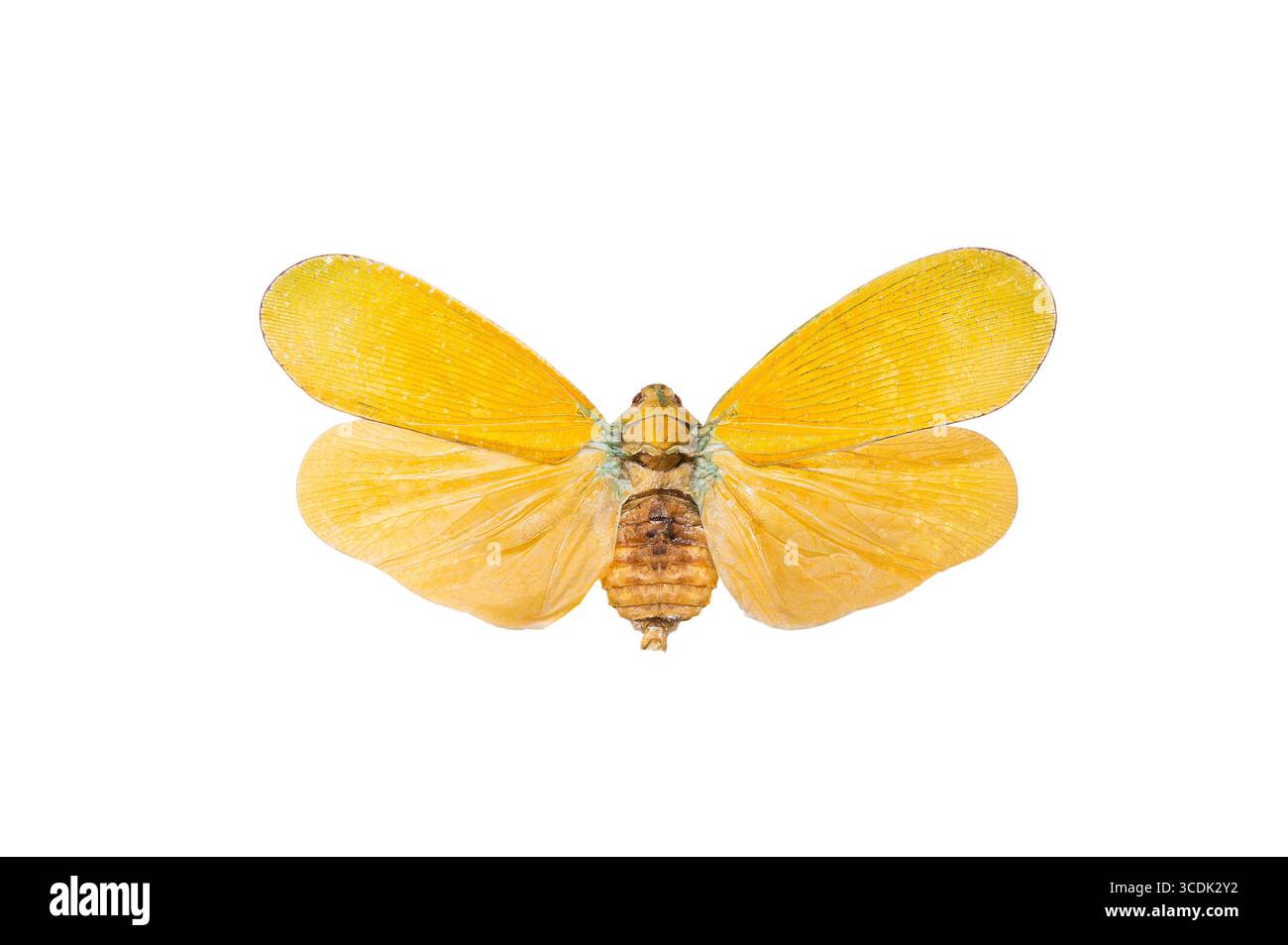 beautiful yellow butterfly isolated on white background Stock Photo - Alamy