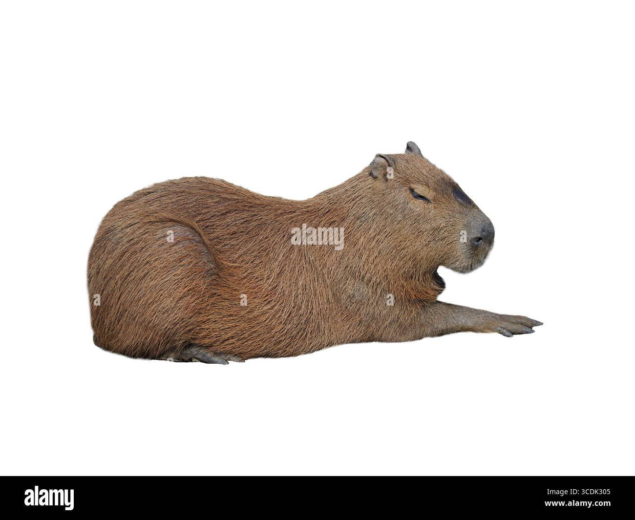 Capybara side face Cut Out Stock Images & Pictures - Alamy