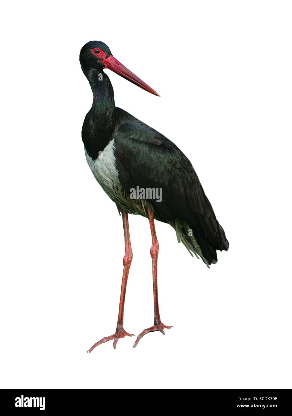 Side view stork black Cut Out Stock Images & Pictures - Alamy