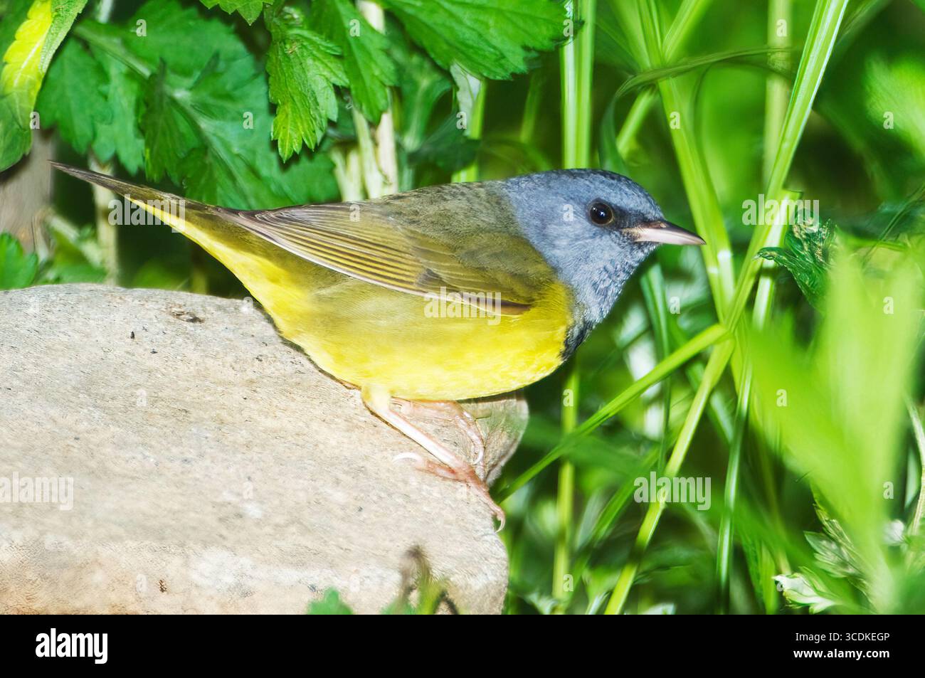Mourning warbler during spring migration Stock Photo - Alamy